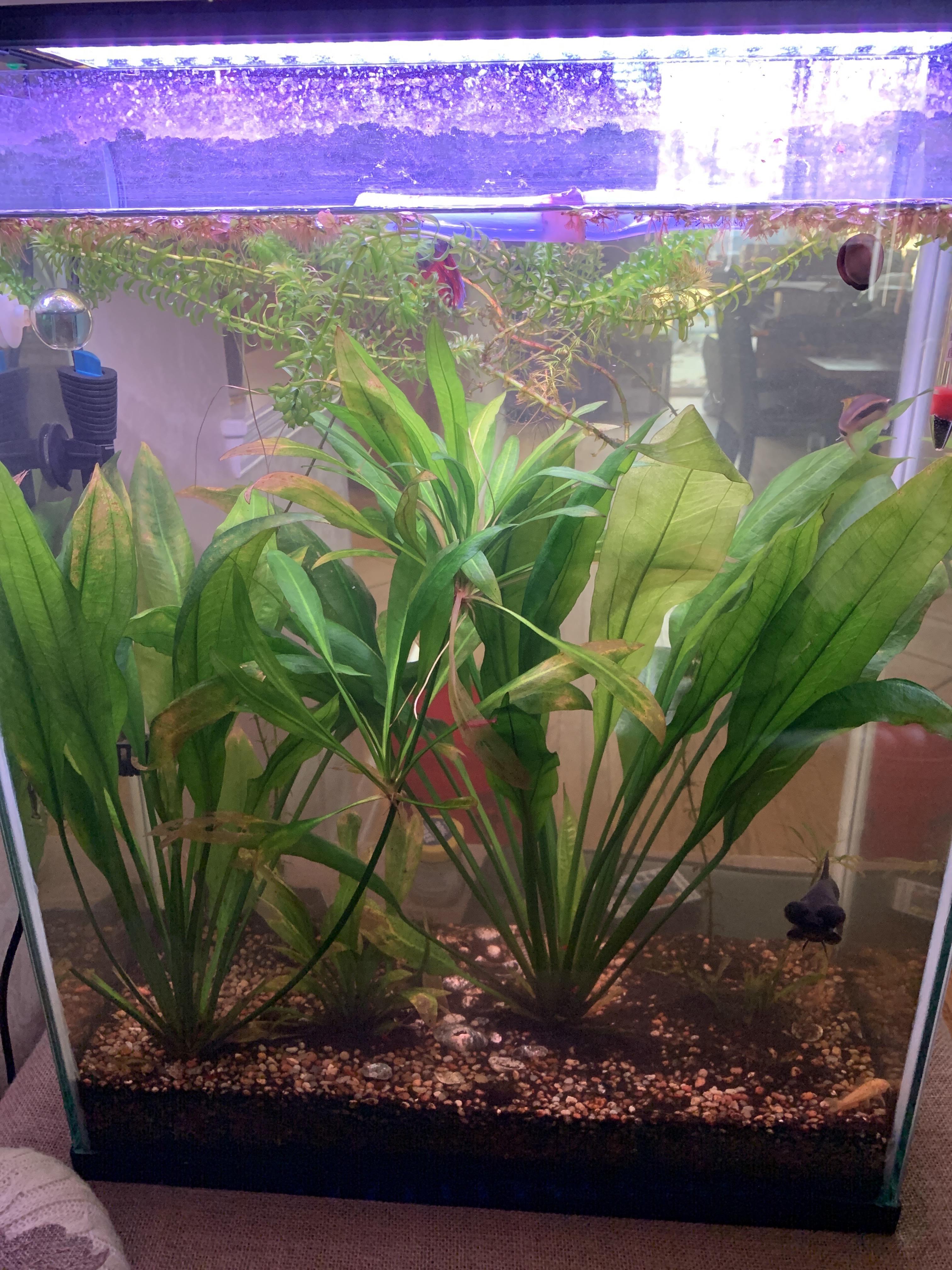 Help! Melting amazon swords and thinning salvinia minima | Scrolller