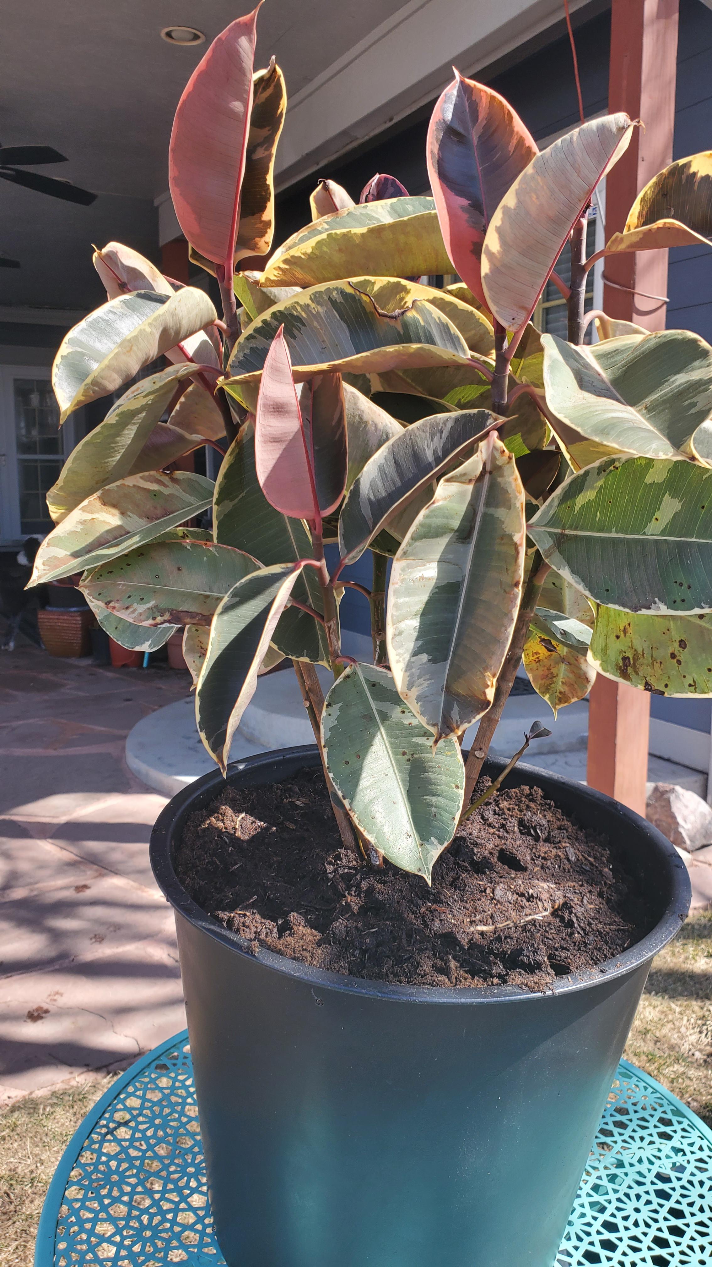 Help my plant | Scrolller