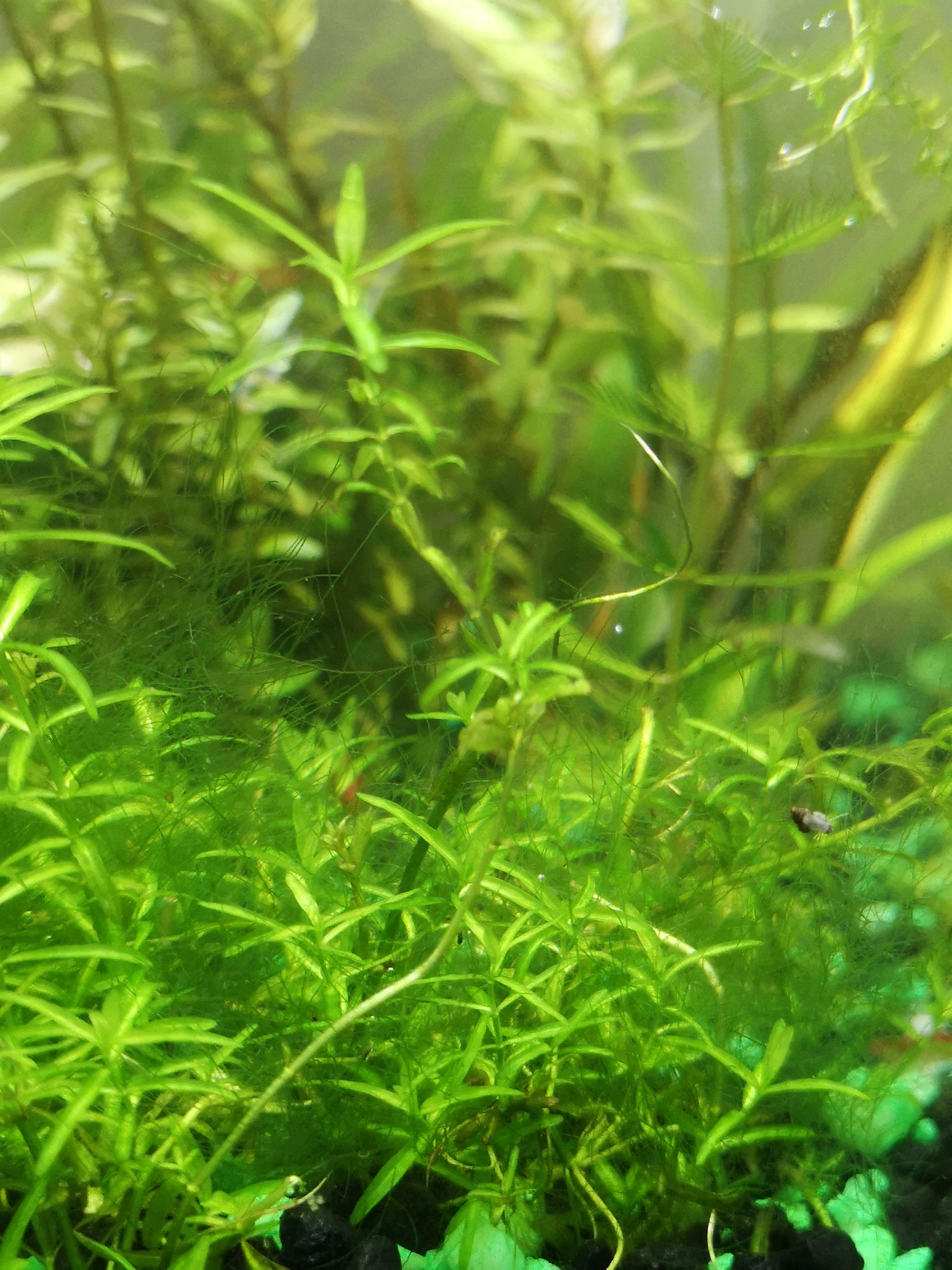 Help what type of algae is this it's taking over my tank | Scrolller