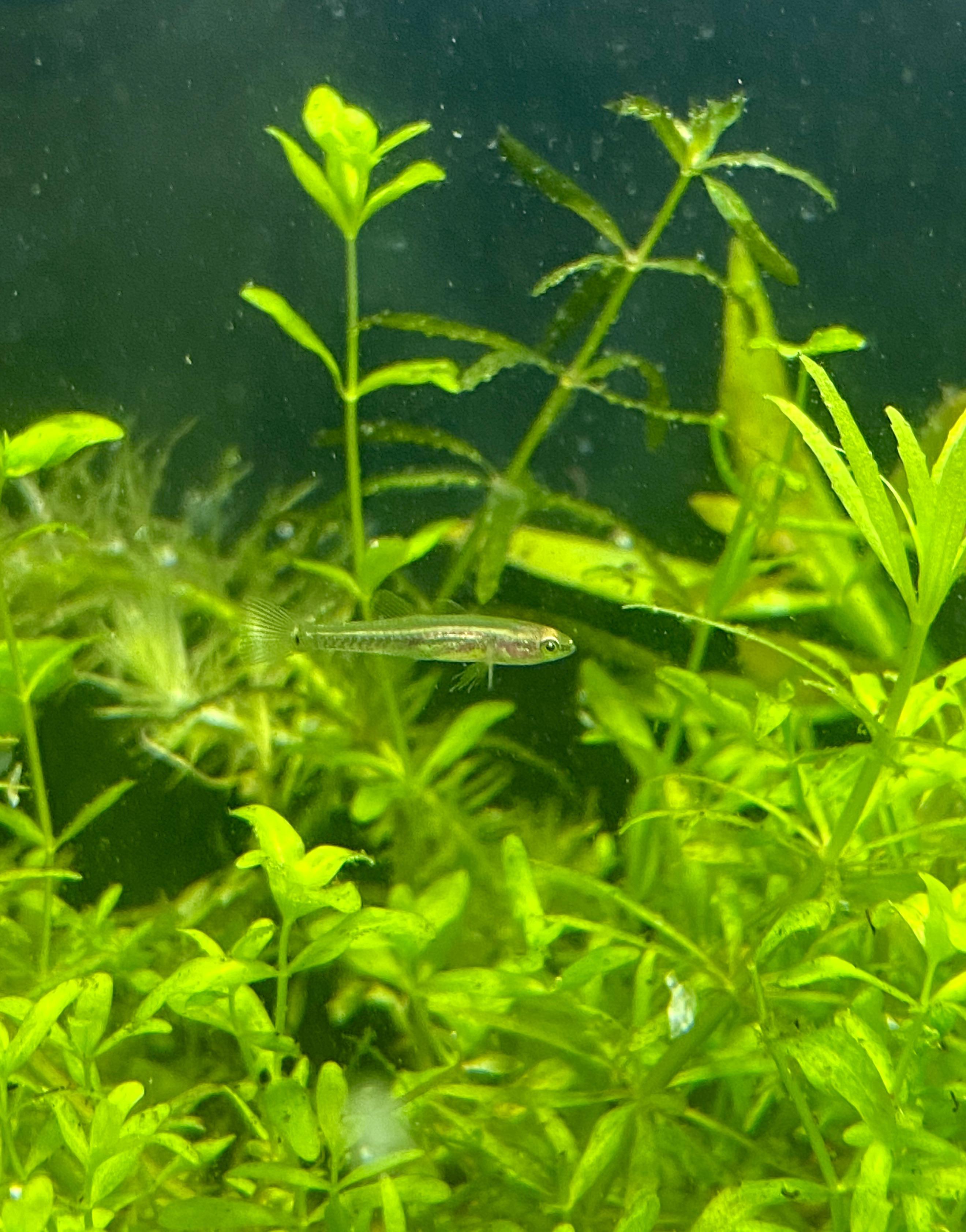 Help with fish ID? | Scrolller