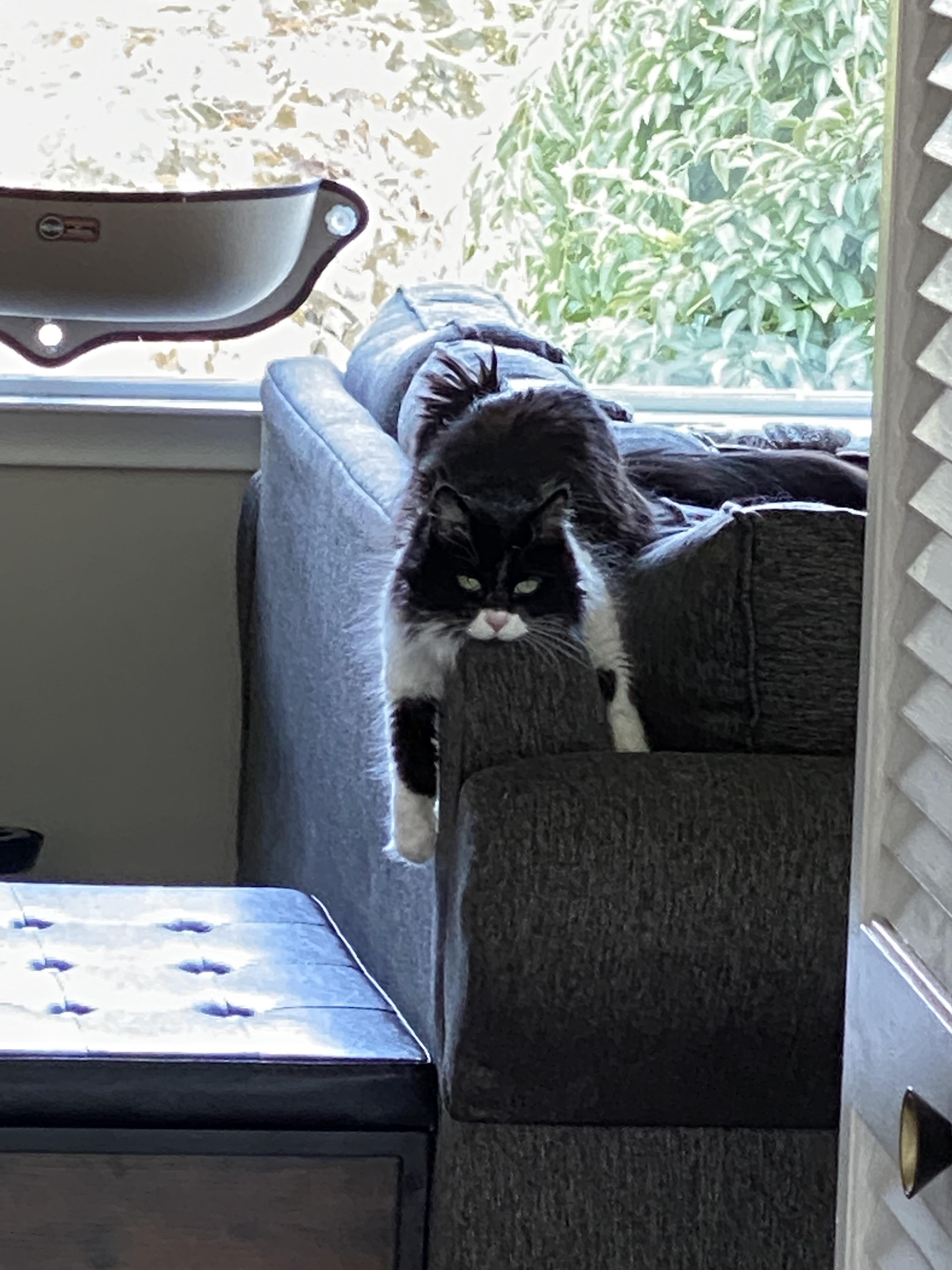 Her favorite spot on the couch | Scrolller