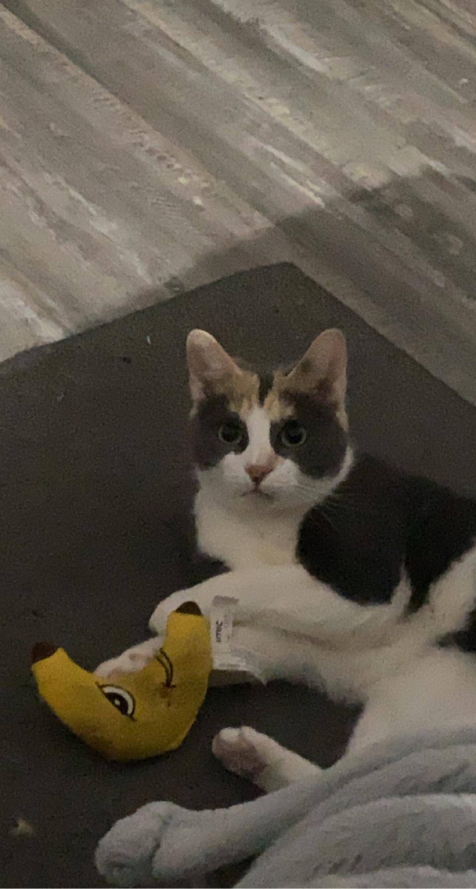 Her favourite toy! ️ | Scrolller