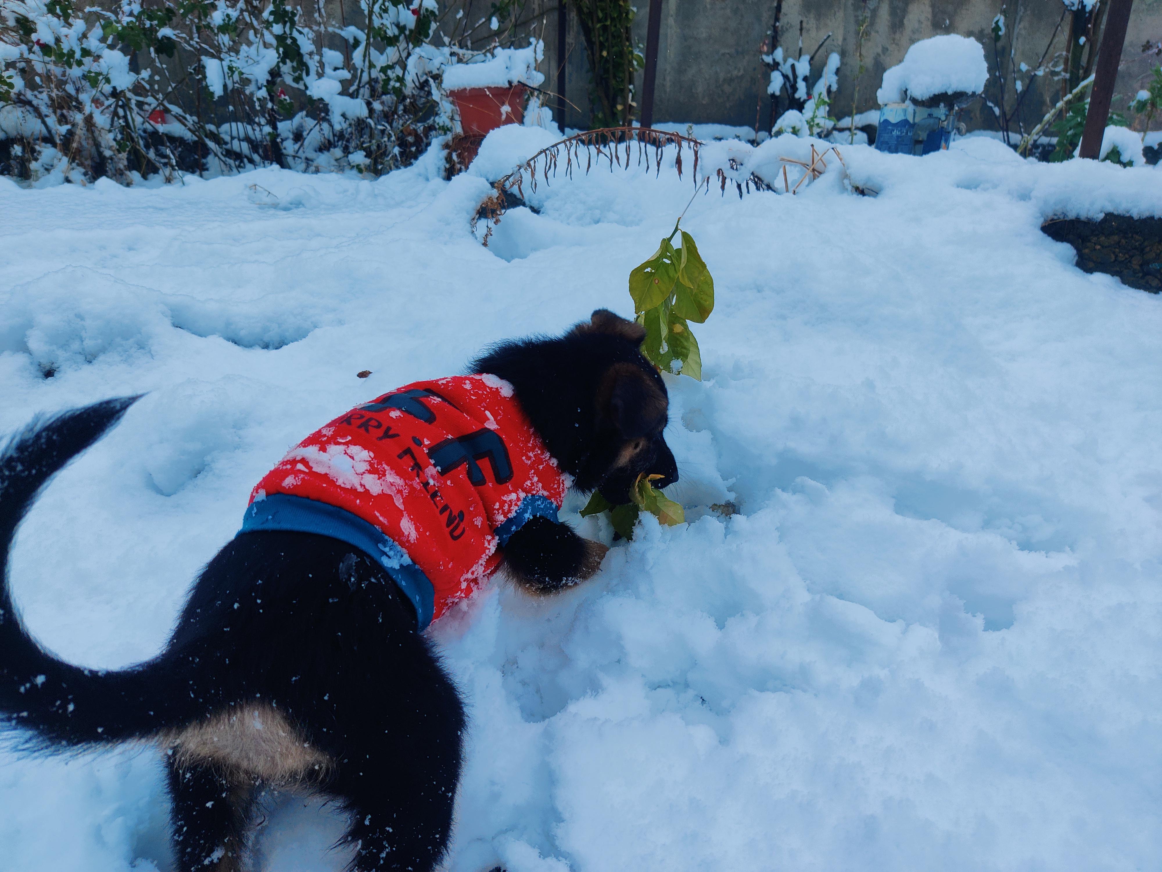 Her first time in snow. | Scrolller