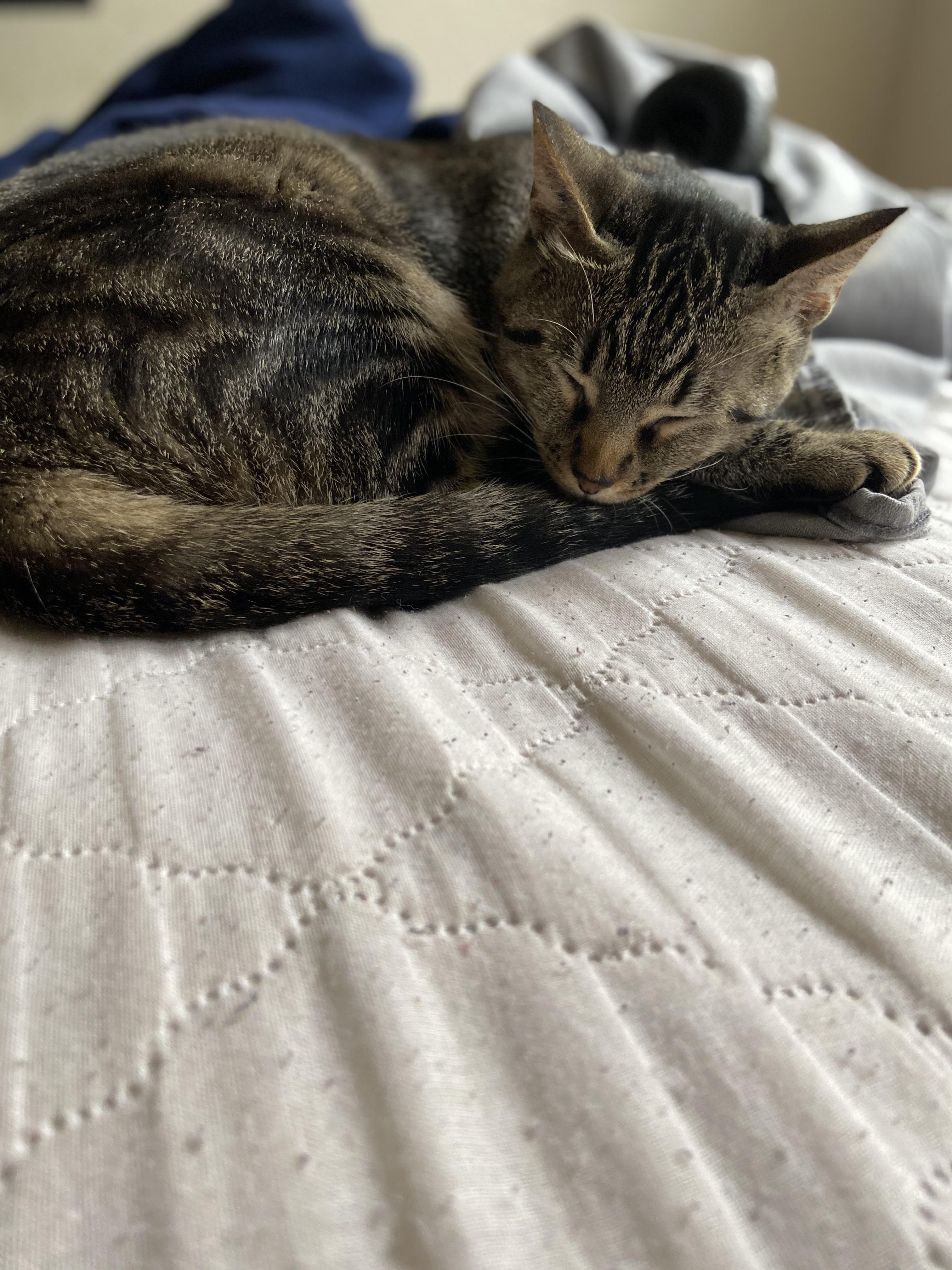 Her late morning nap 😴 | Scrolller