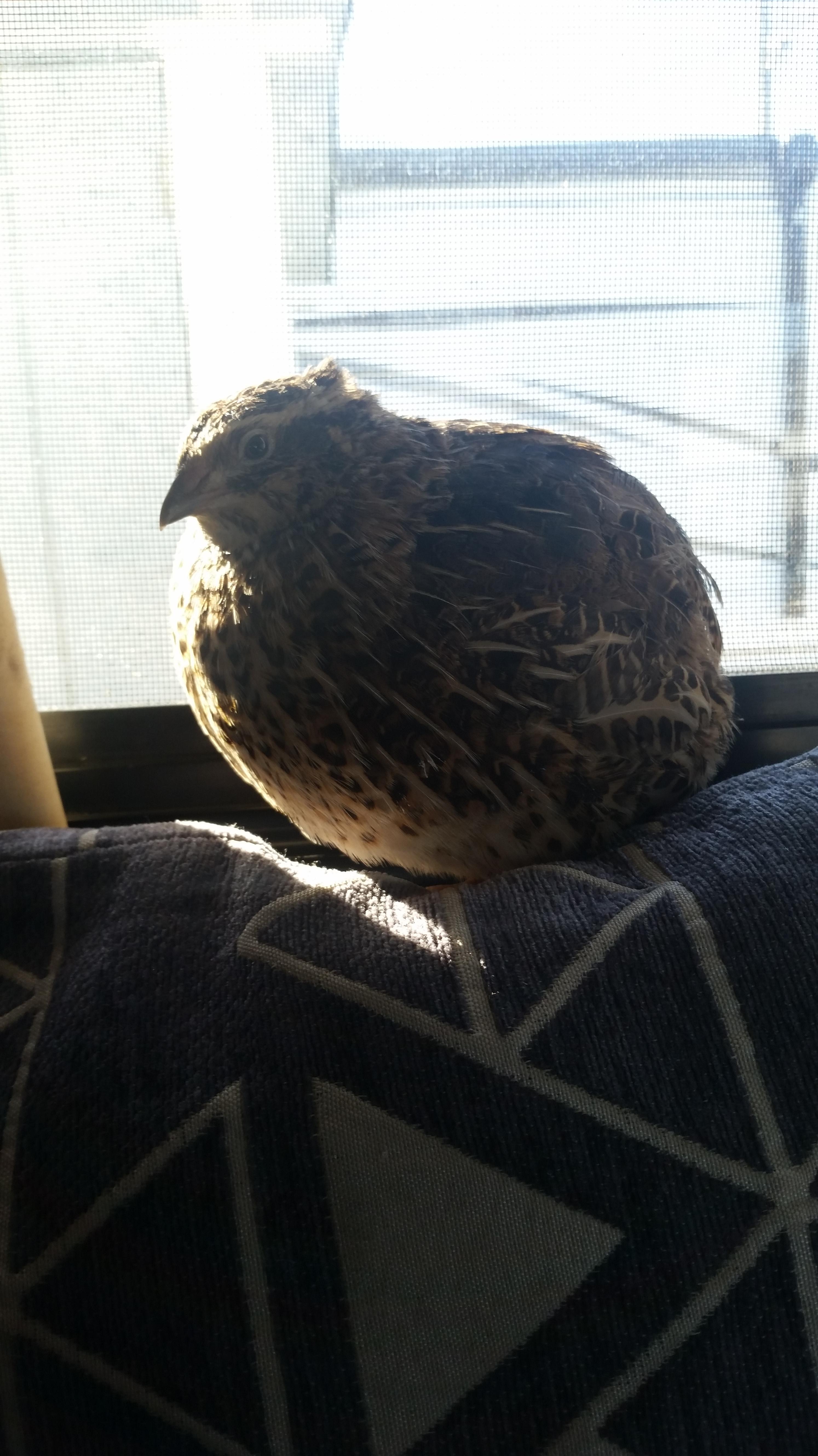 Her name is Big Bird. | Scrolller