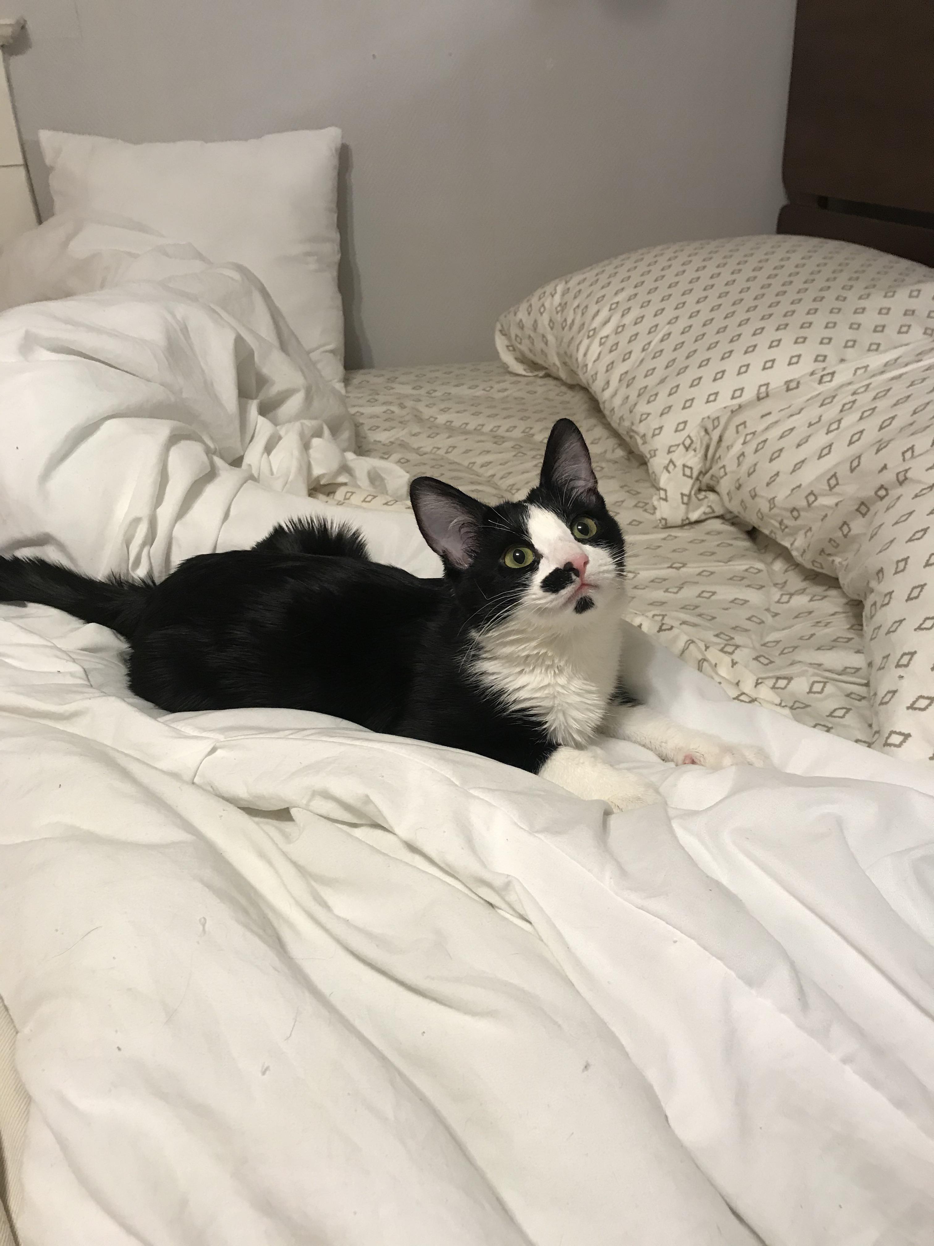 Her name is Charlie but she definitely acts like a kitler | Scrolller