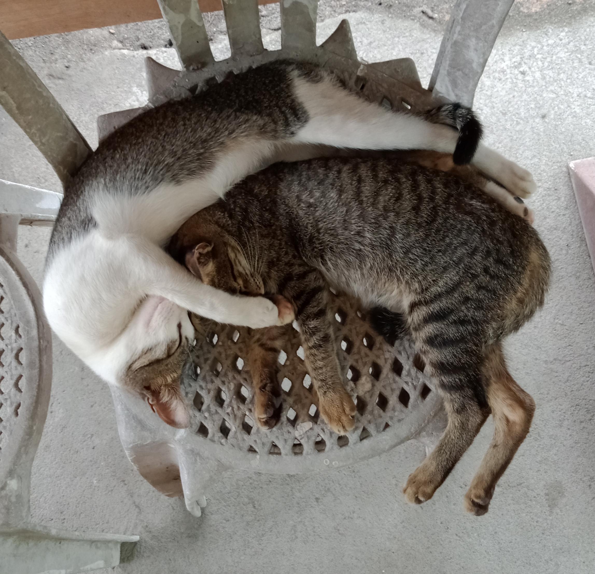 here are my sleeping cats :))) | Scrolller