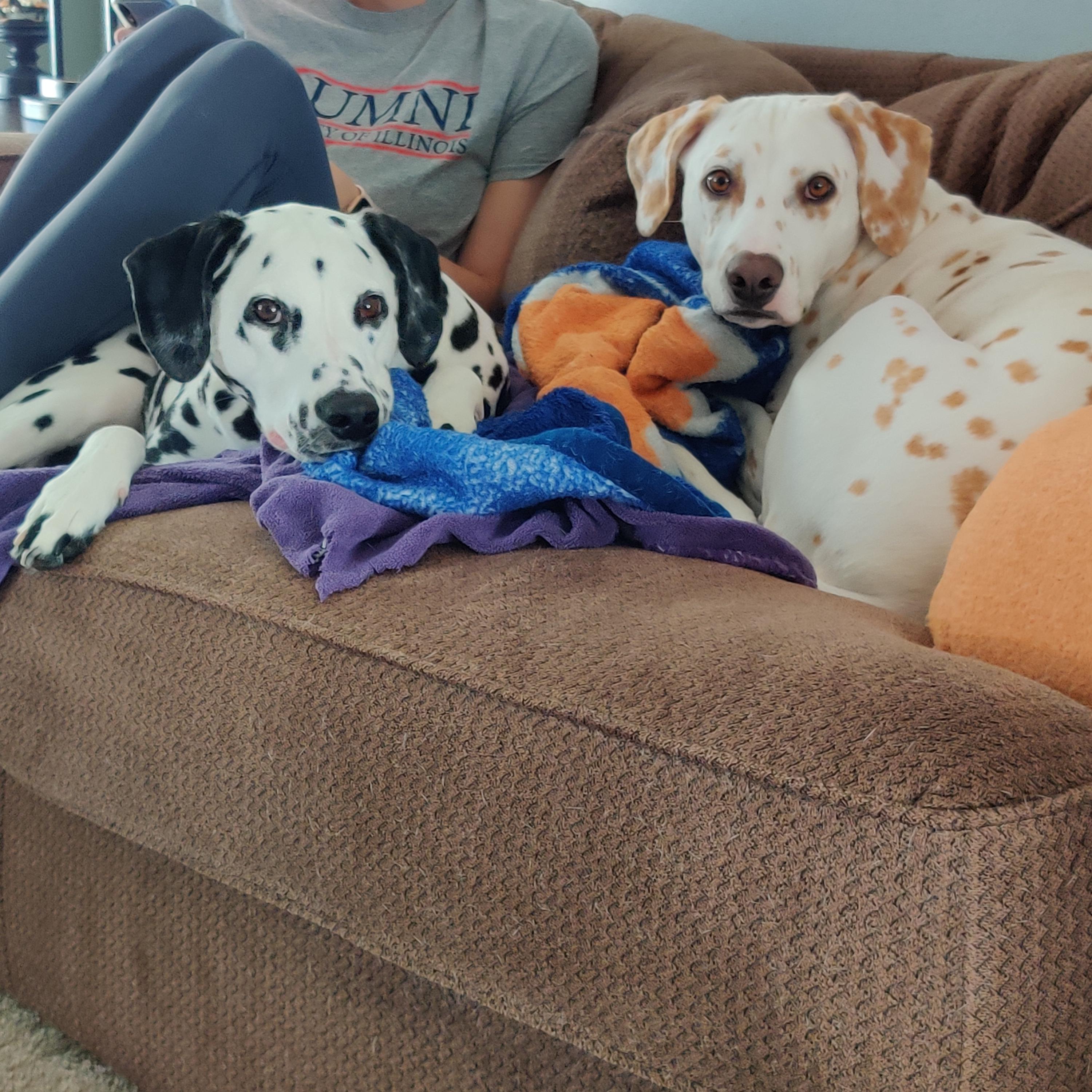 Here are my two boys, Axel and Casper! | Scrolller