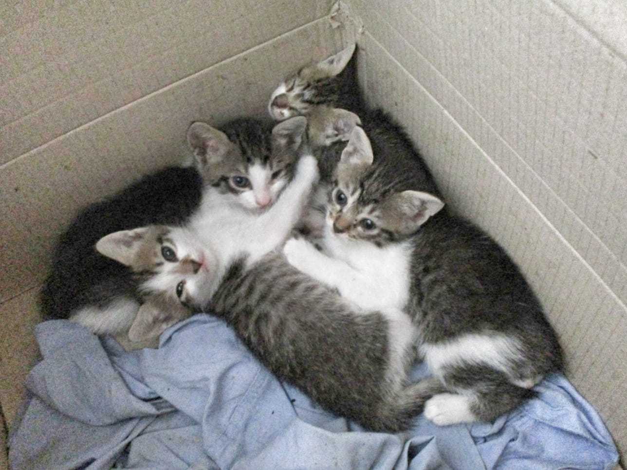 Here are some kittens, bye | Scrolller