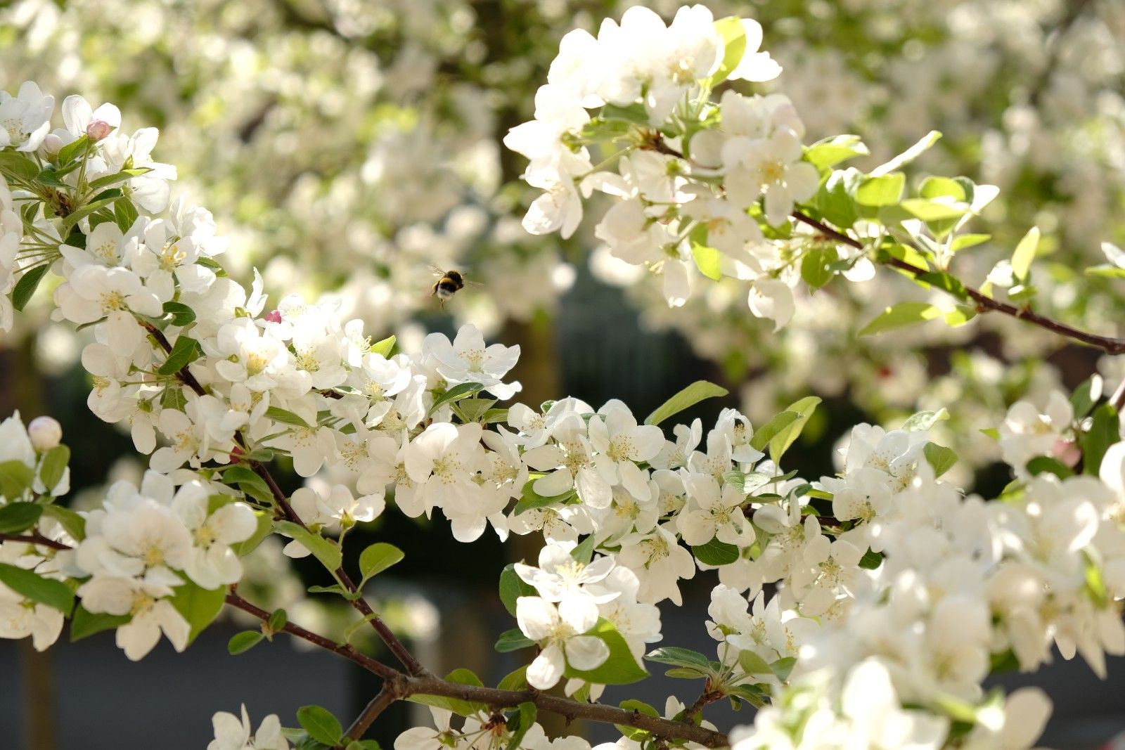 Here comes Spring! Here's a brave little bumblebee jumping to his next twig | Scrolller