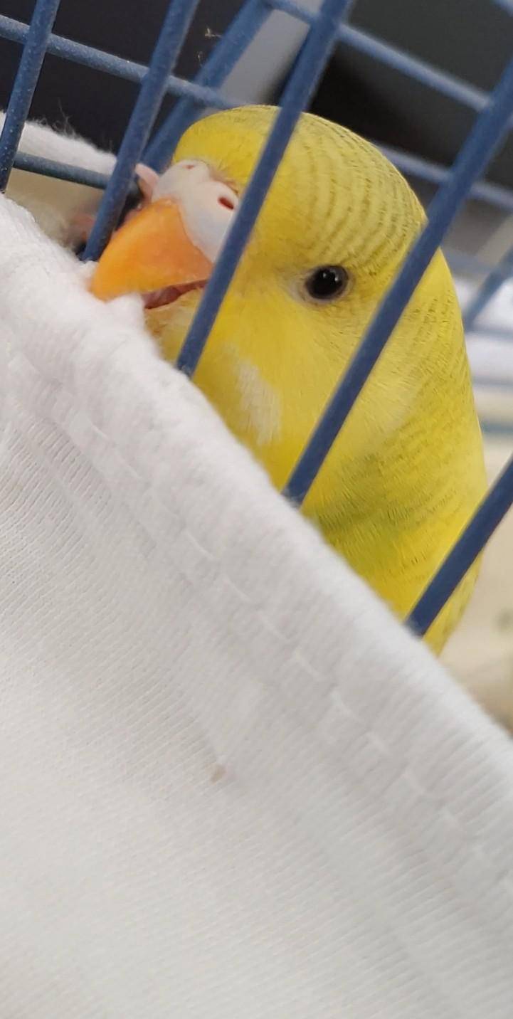 here is a photo of my bird, is she cute? | Scrolller