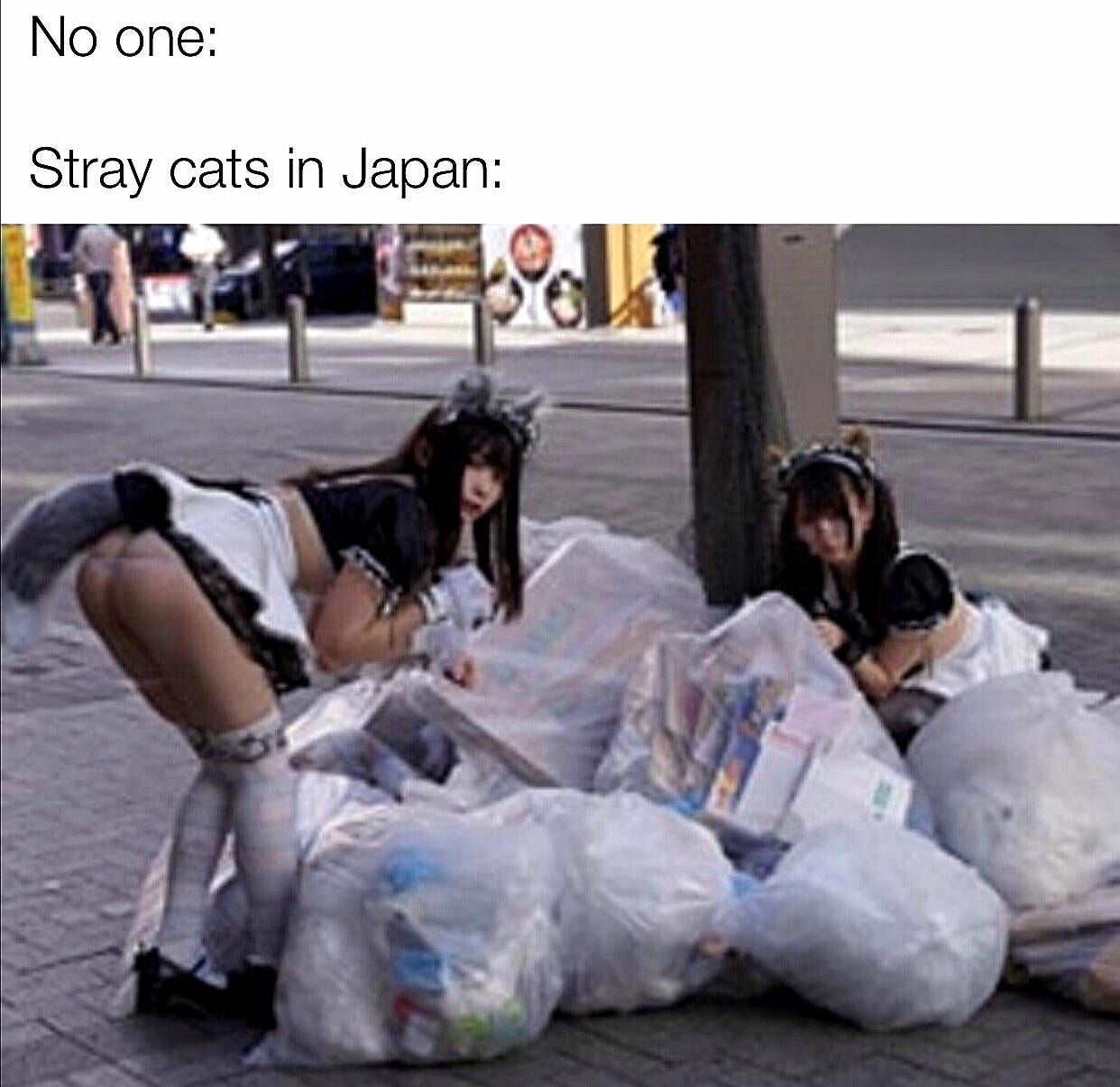 Here kitty kitty | Scrolller