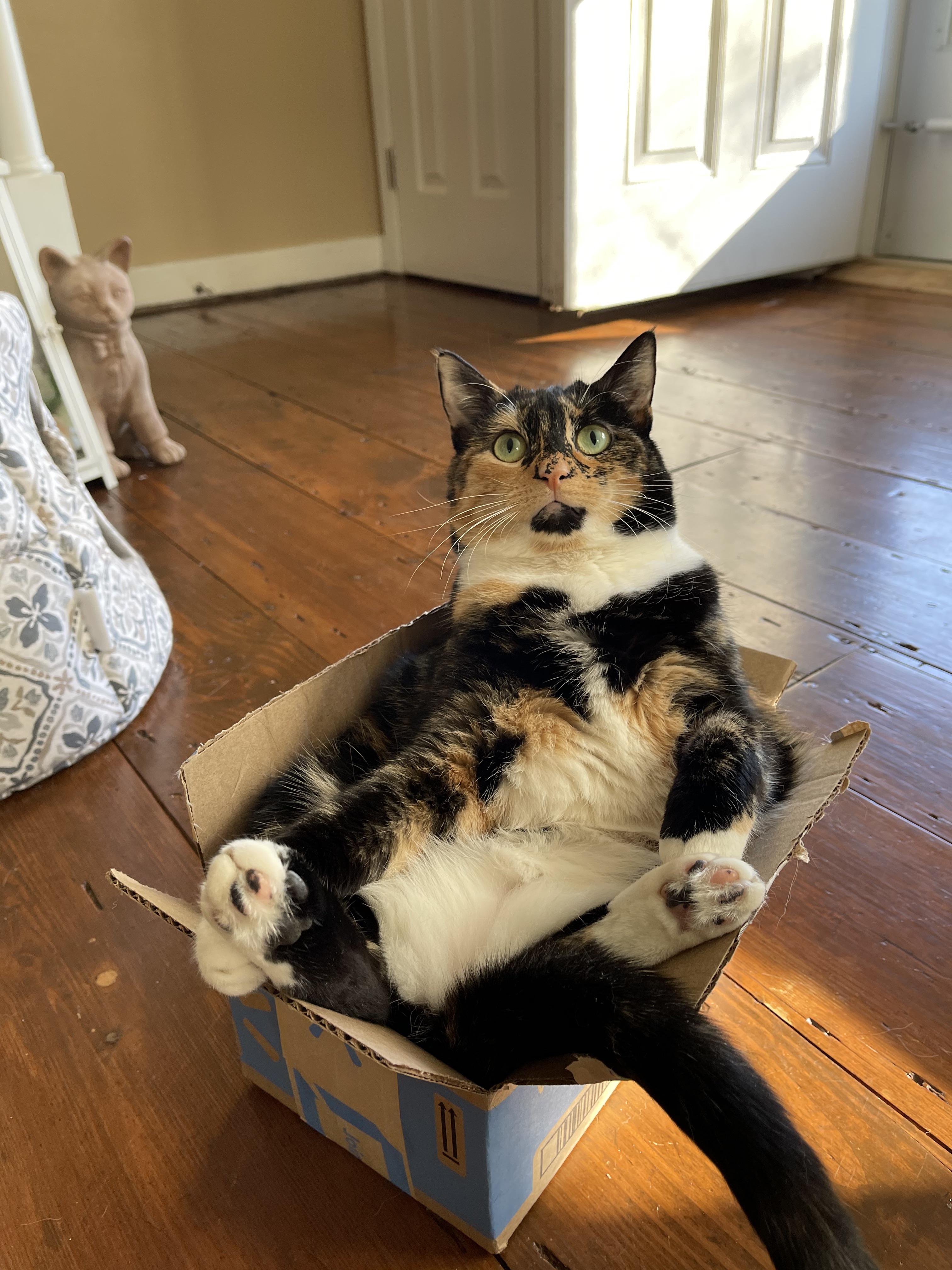 Here’s another pic of the tortie/calico. | Scrolller