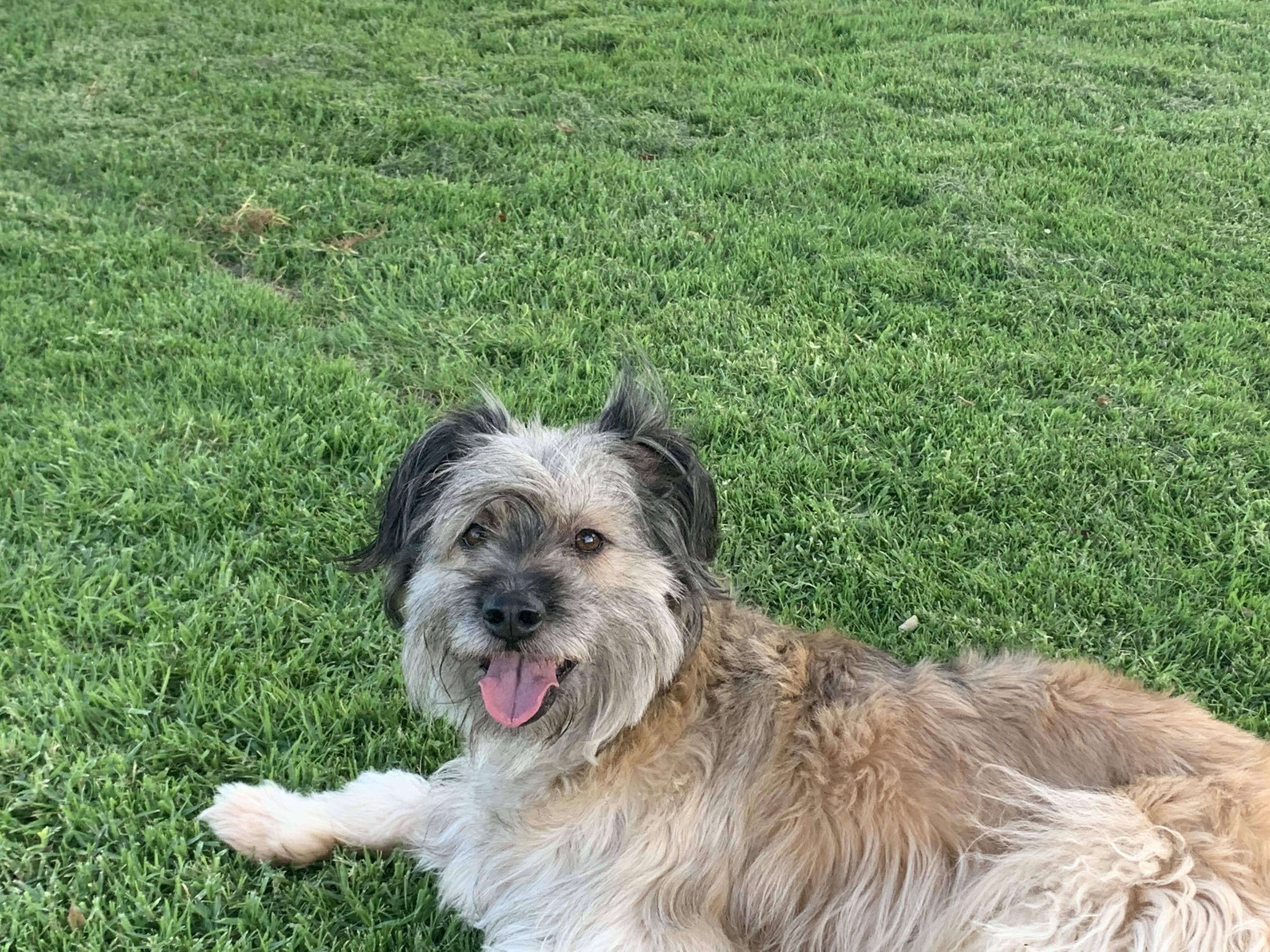 Here’s my cute doggo | Scrolller