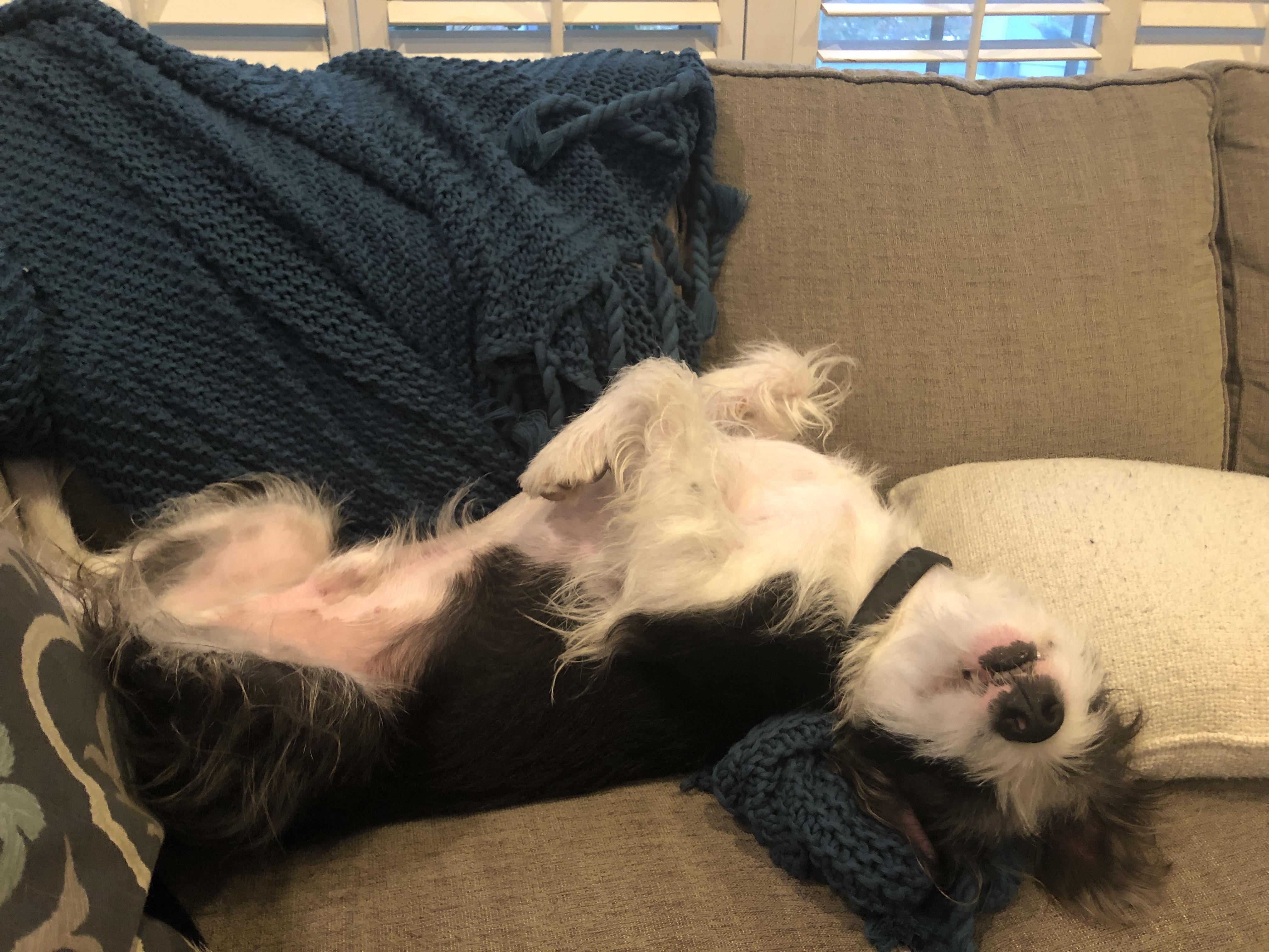 Here’s my dog Louie doing his best cockroach impression. | Scrolller