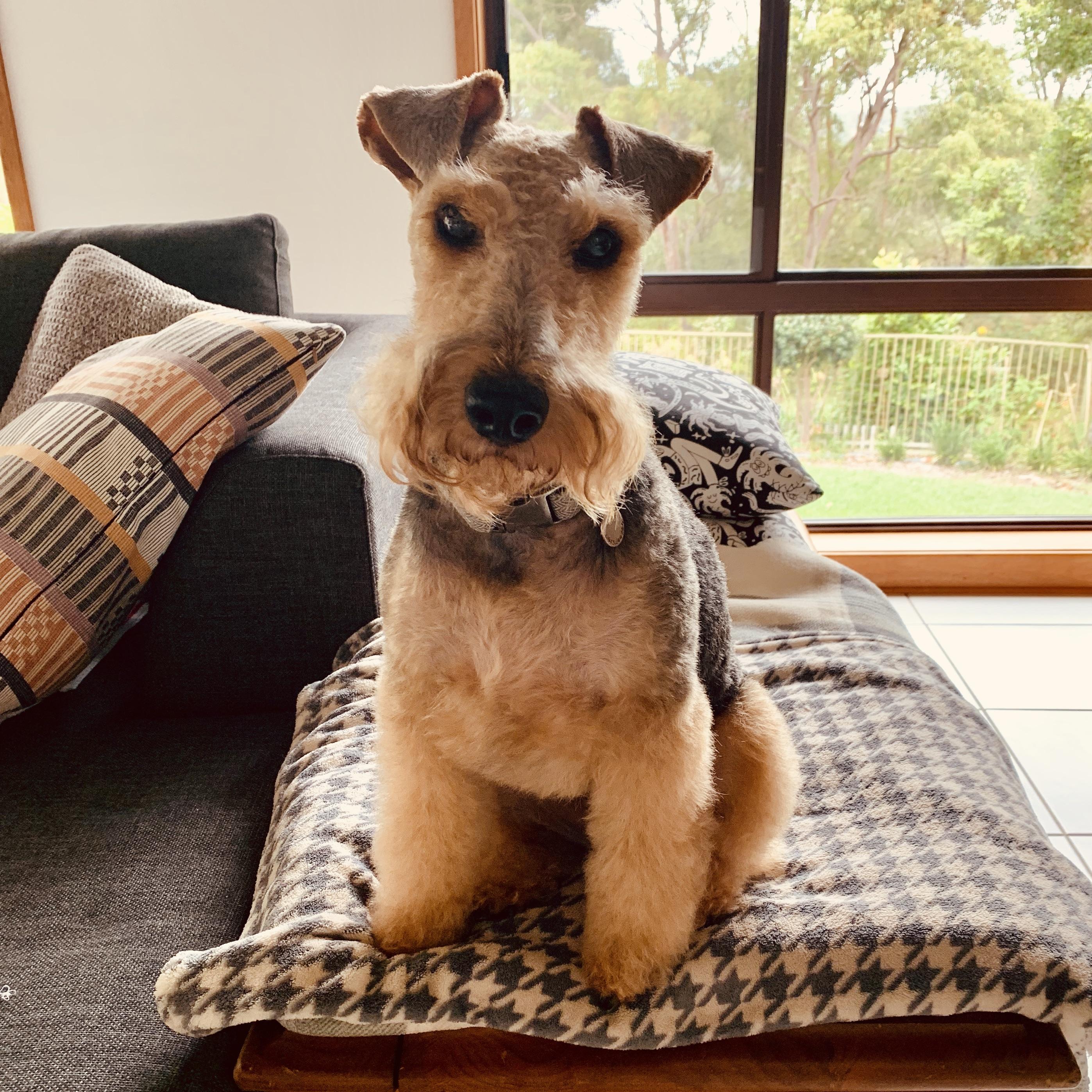 Here’s Olive looking great | Scrolller