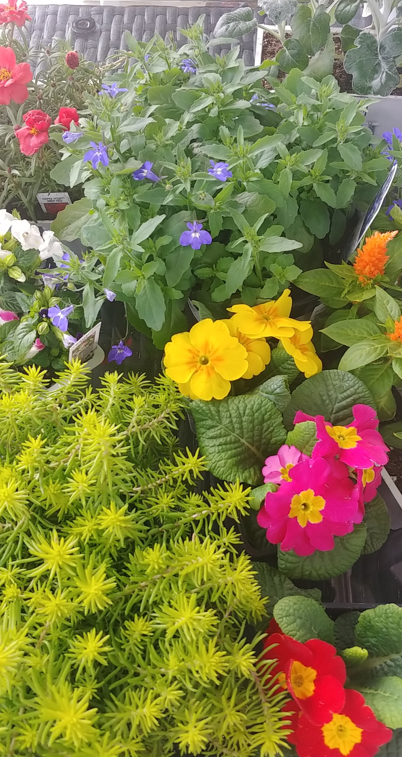 Here we go! | Scrolller