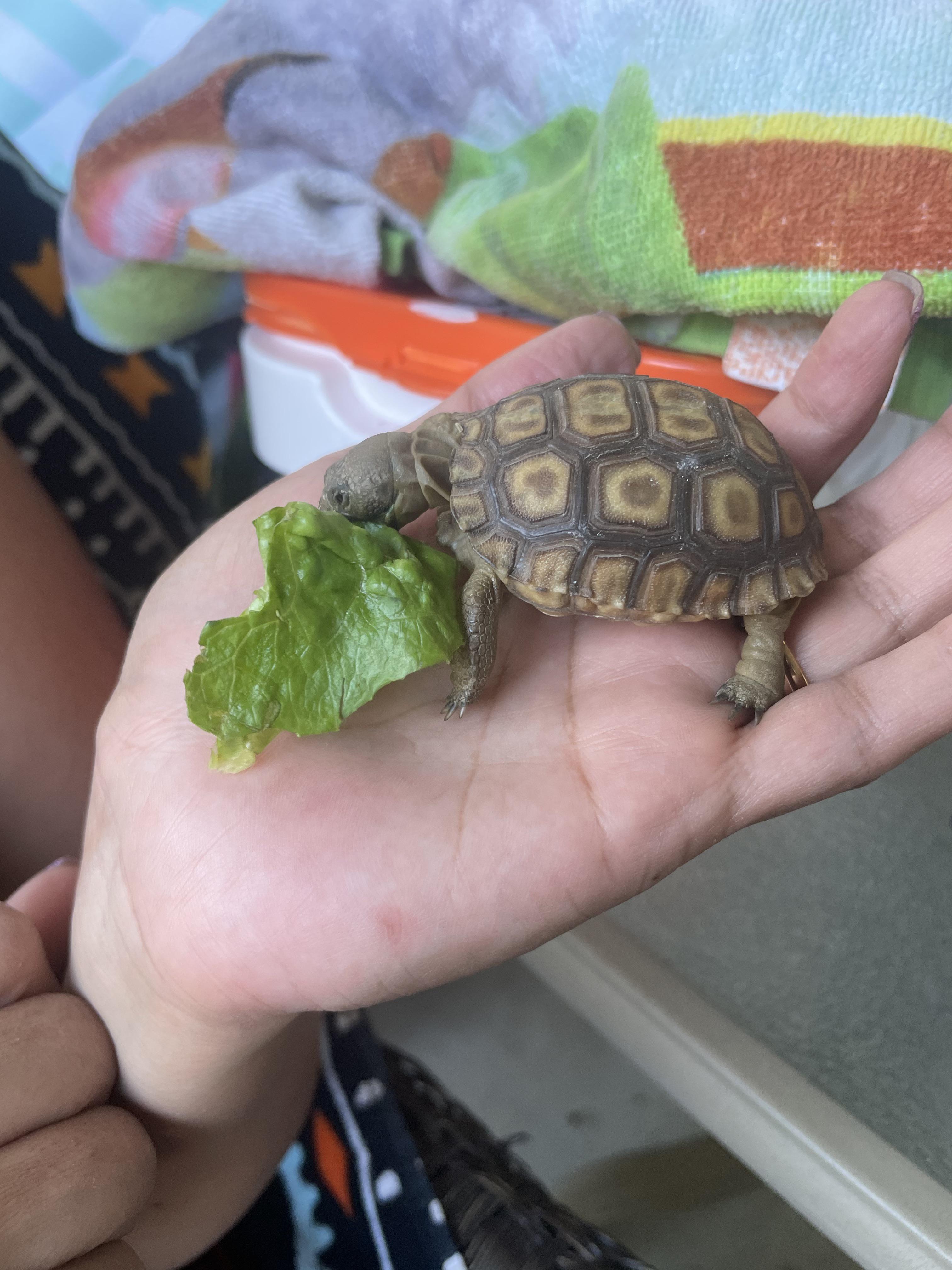 Here's a baby tortoise to look at... | Scrolller