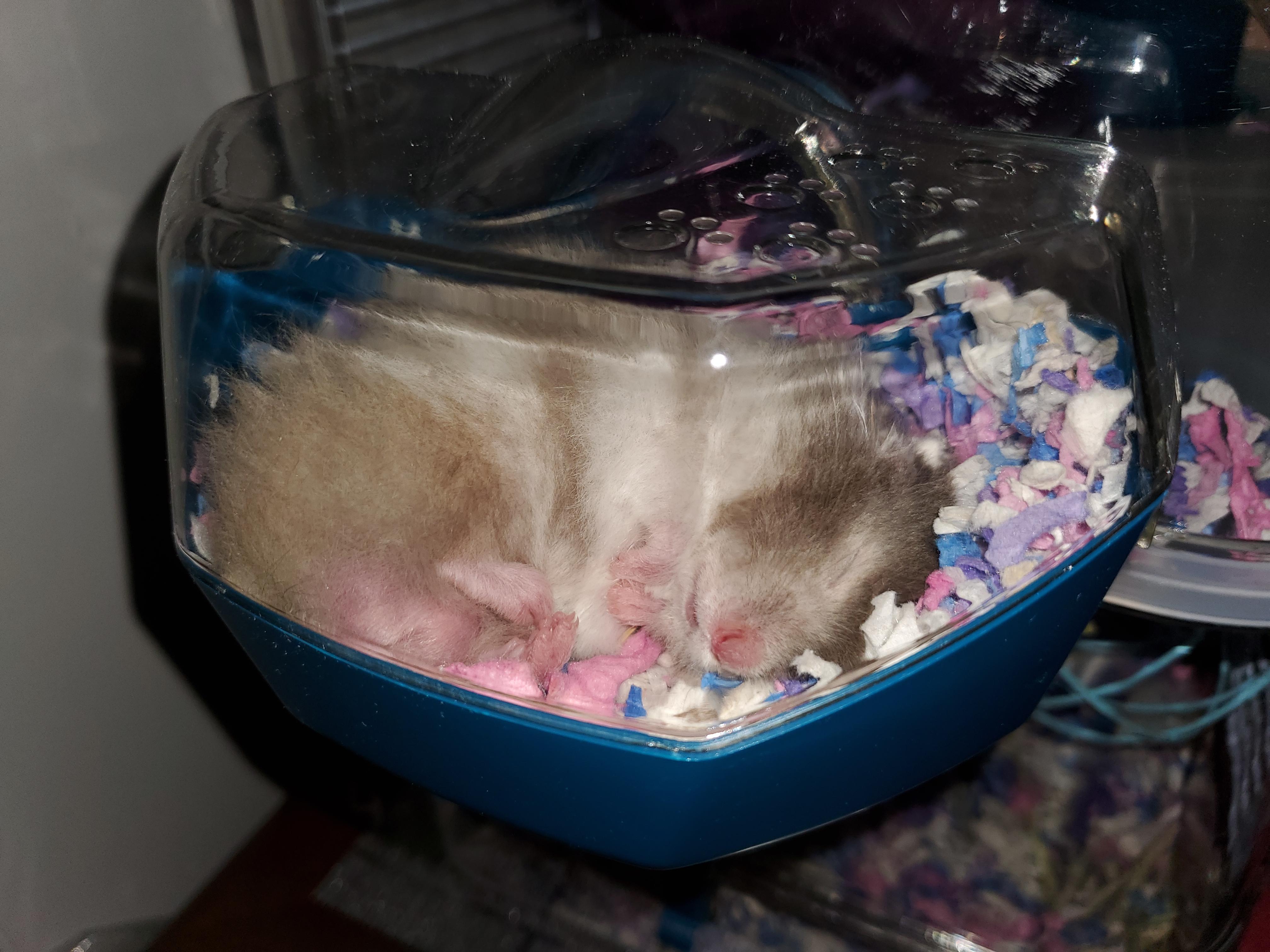 Here's a photo of our new hamster having a snooze... he seems to be making himself at home ...