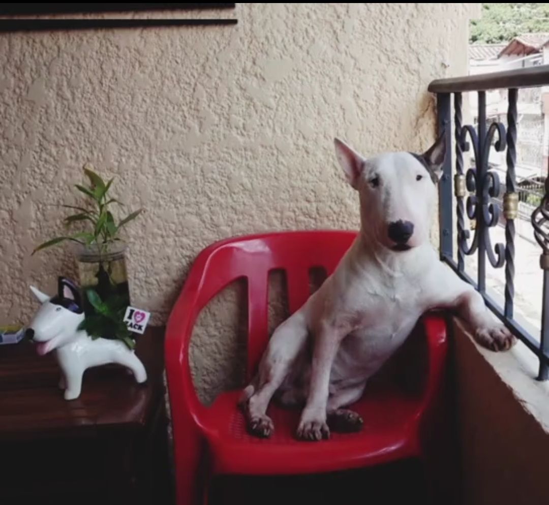 Here's my aunt dog | Scrolller