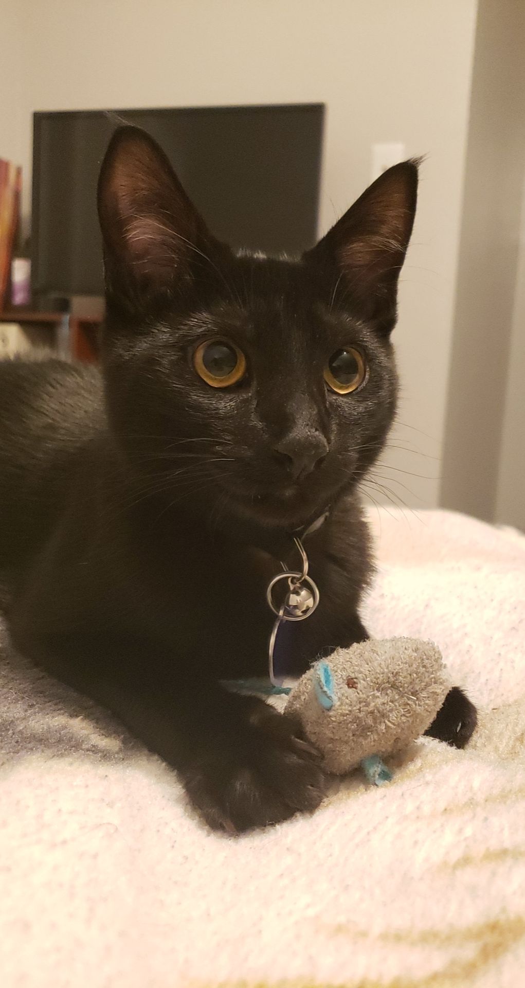 Here's my partner and I's little man, Jack, and his friend Mr. De Rat ...