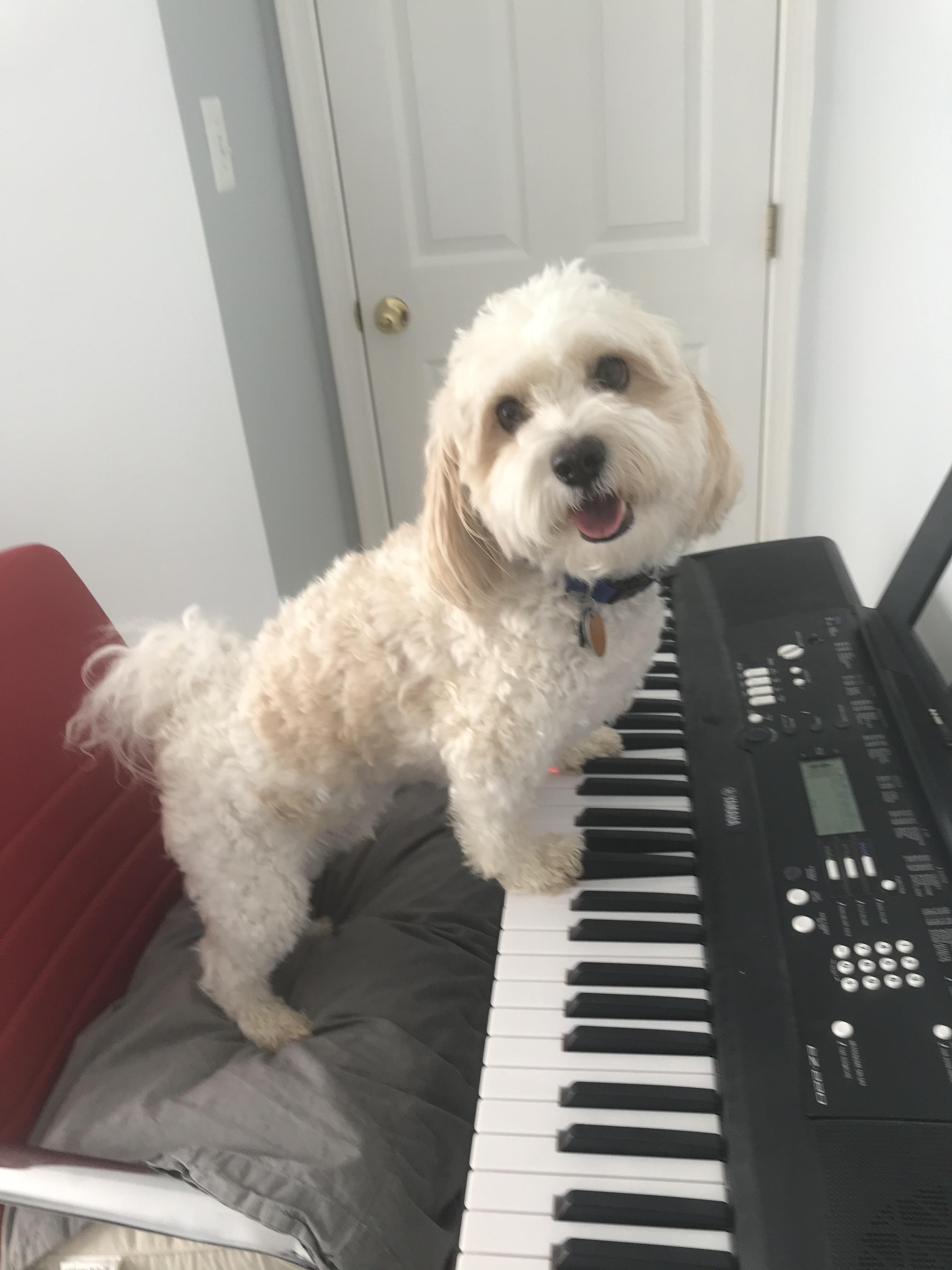 here's ollie on the piano | Scrolller