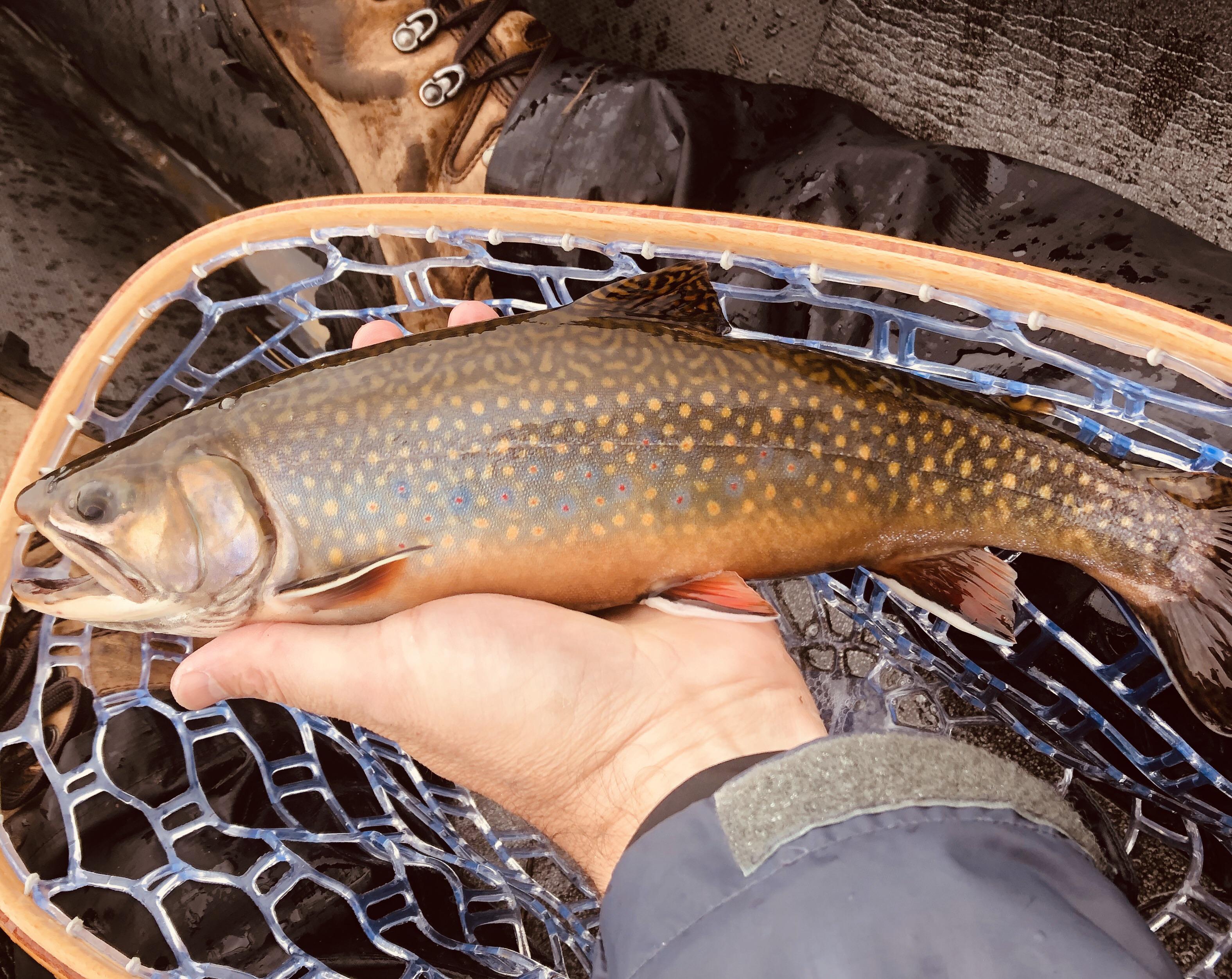 Heritage strain brook trout caught and released in the rain today ... Heritage strain brook trout caught and released in the rain today ...