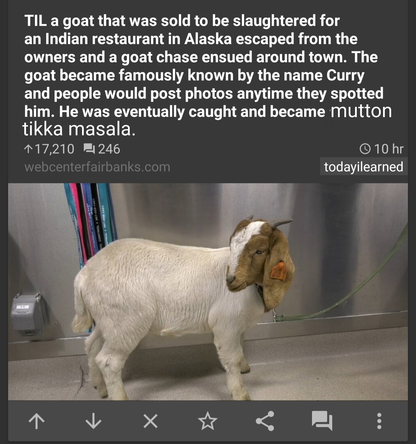 Hero goat | Scrolller