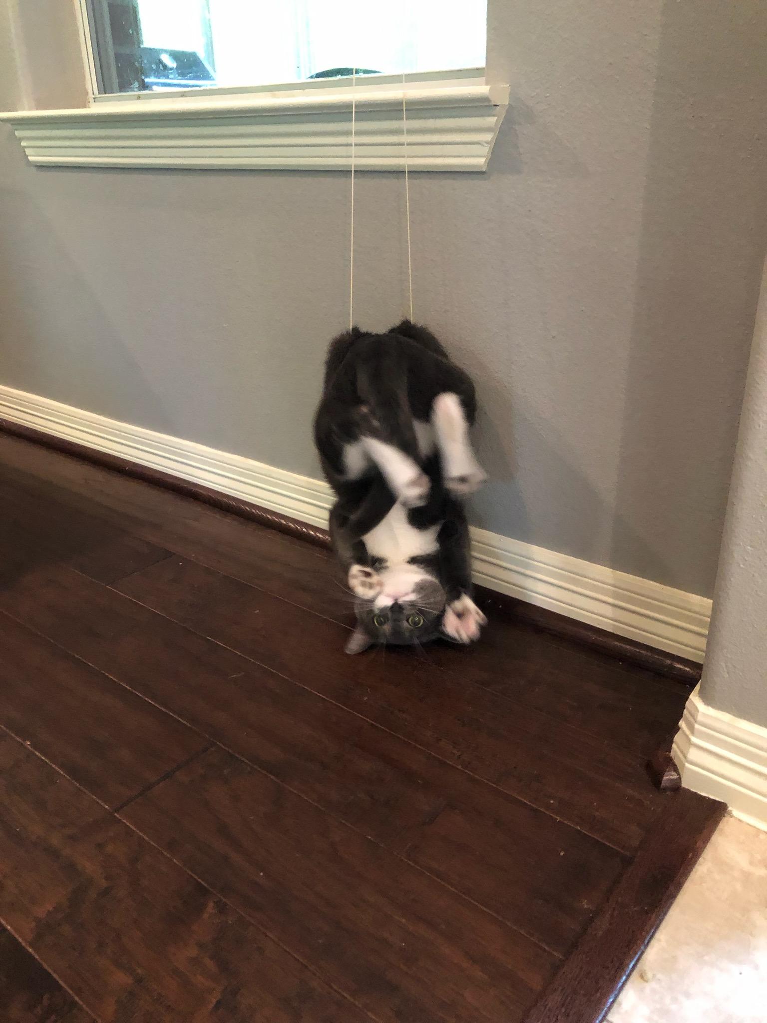 He's a little acrobat | Scrolller