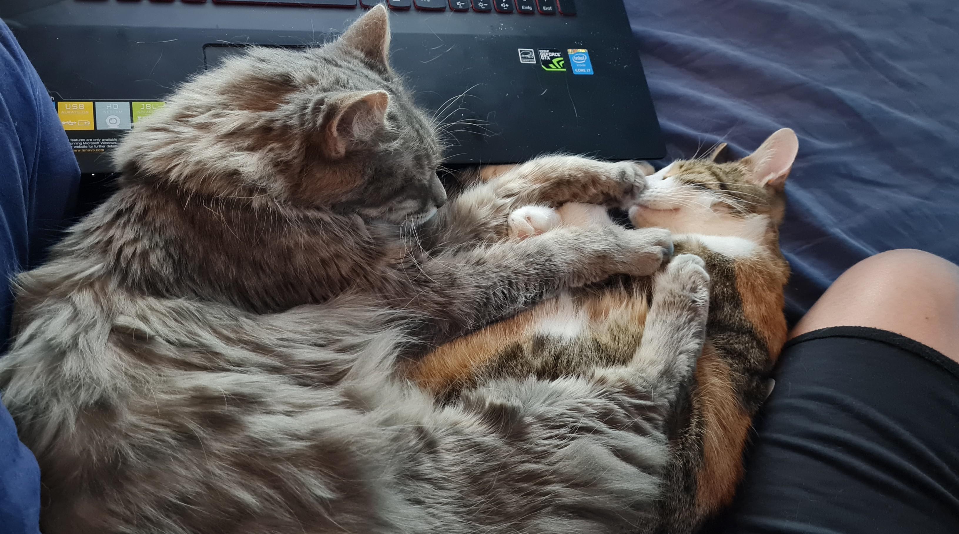 He's much bigger than her but always on top when cuddling | Scrolller