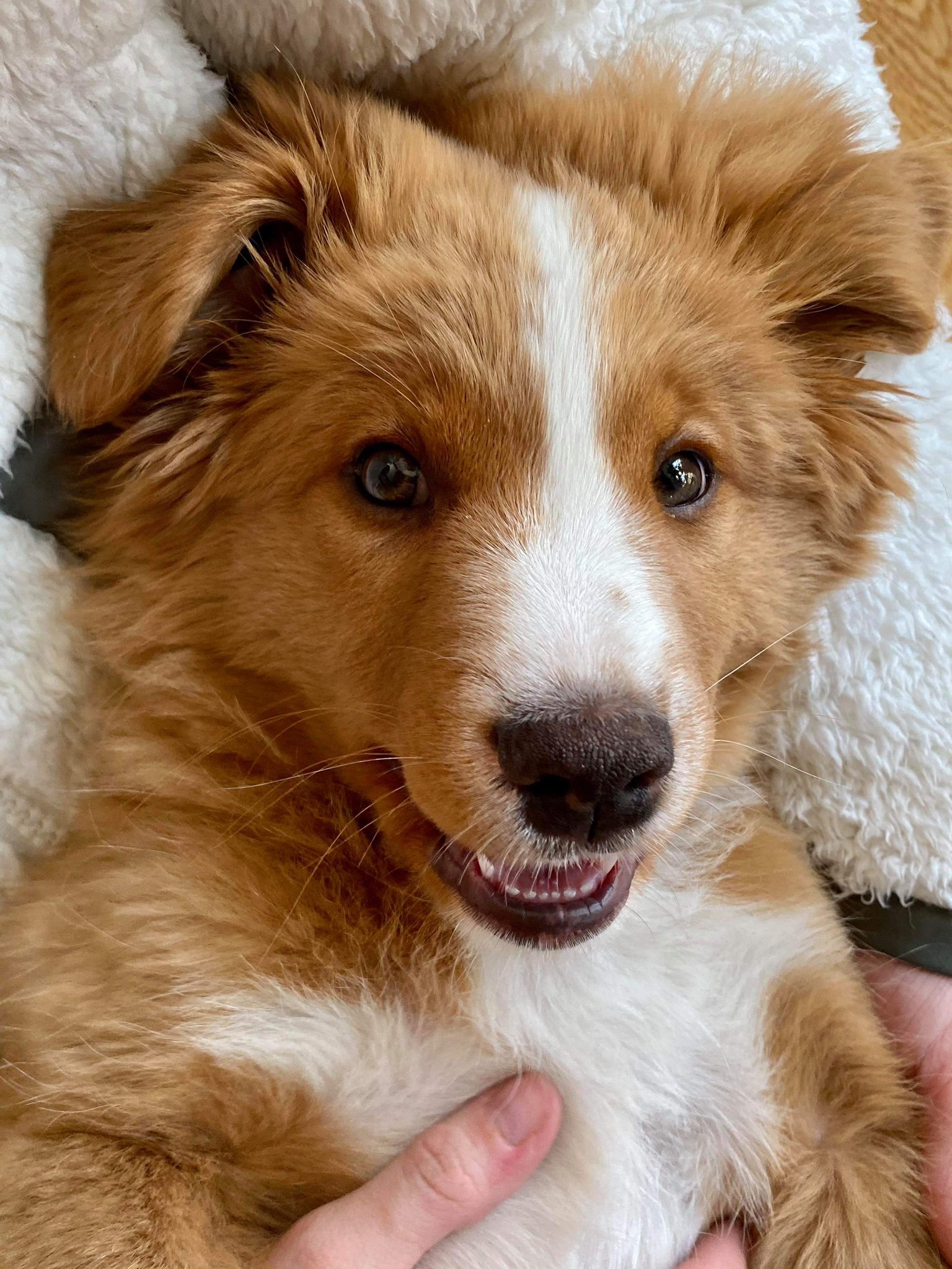 he's such a handsome boi | Scrolller