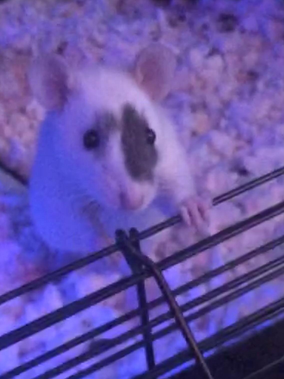 hey everyone, meet pebbles🥰 | Scrolller