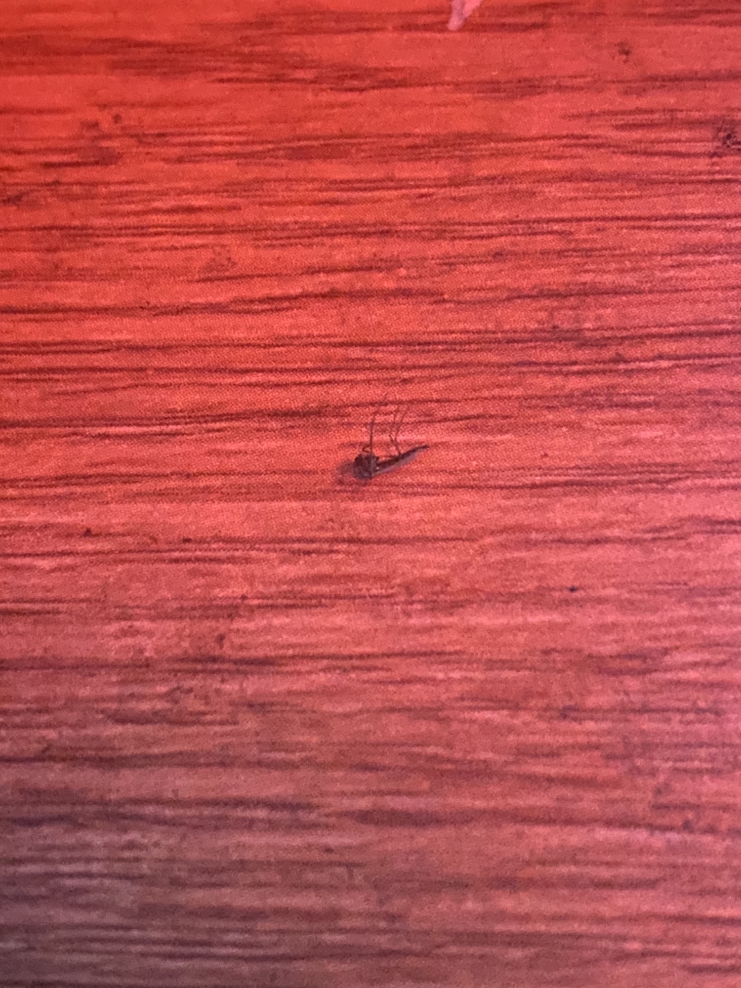 Hey guys, this creature has been terrorizing me, i got bit on my forehead area and arm and its ...