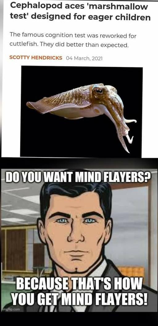 Hey look! A meme! (OC) | Scrolller