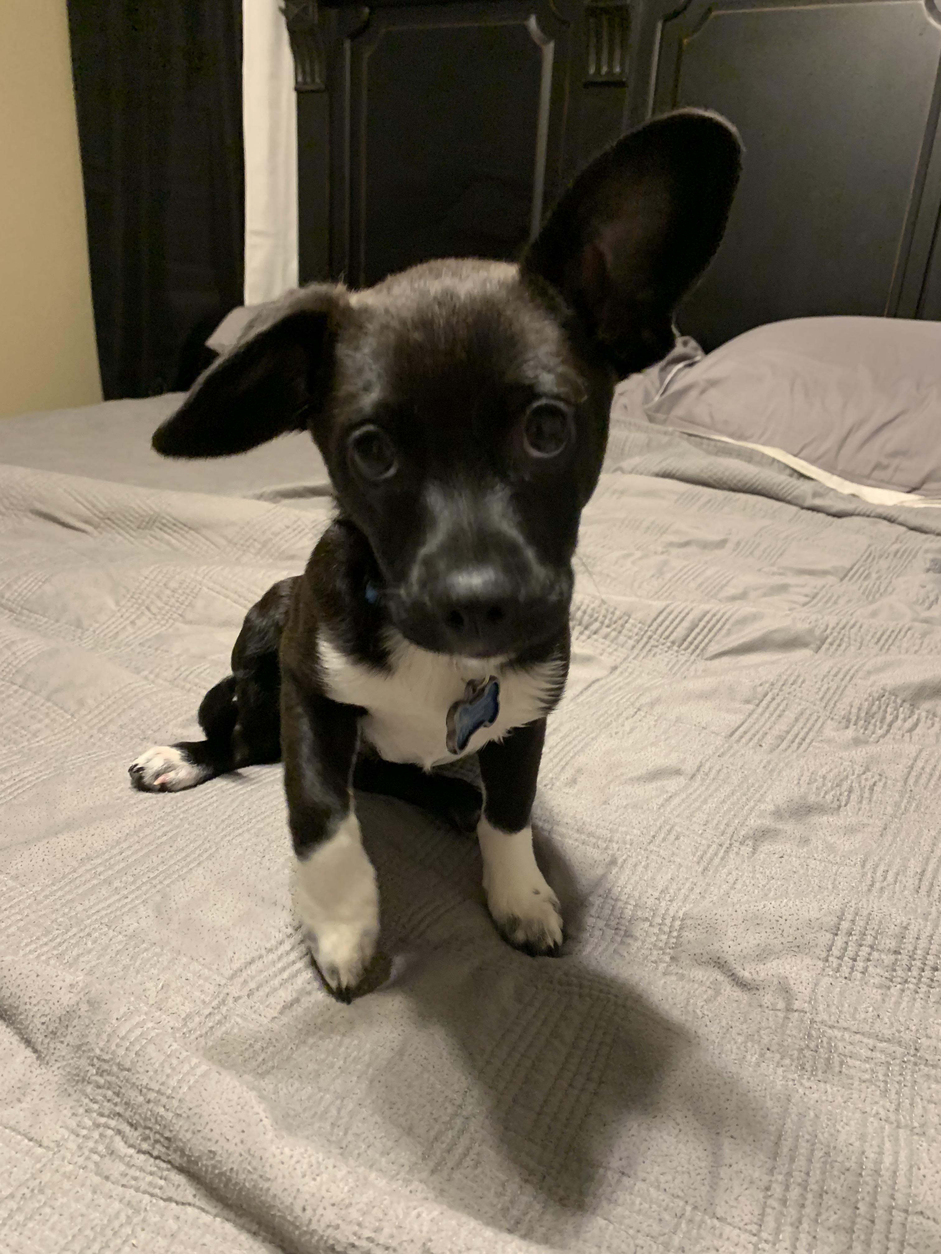 Hey Reddit meet Ash! | Scrolller