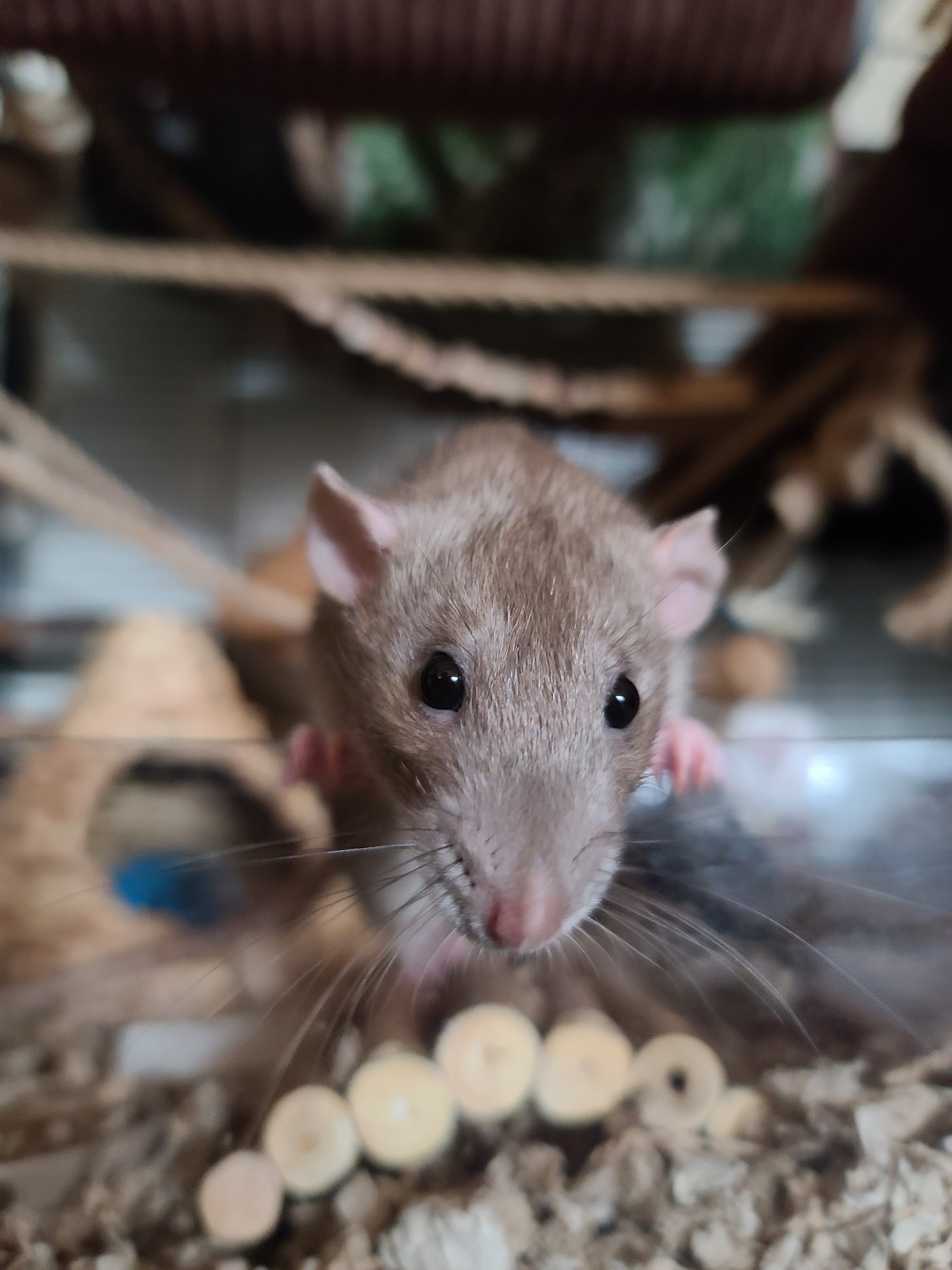 "Hey, where the peas at?!" | Scrolller