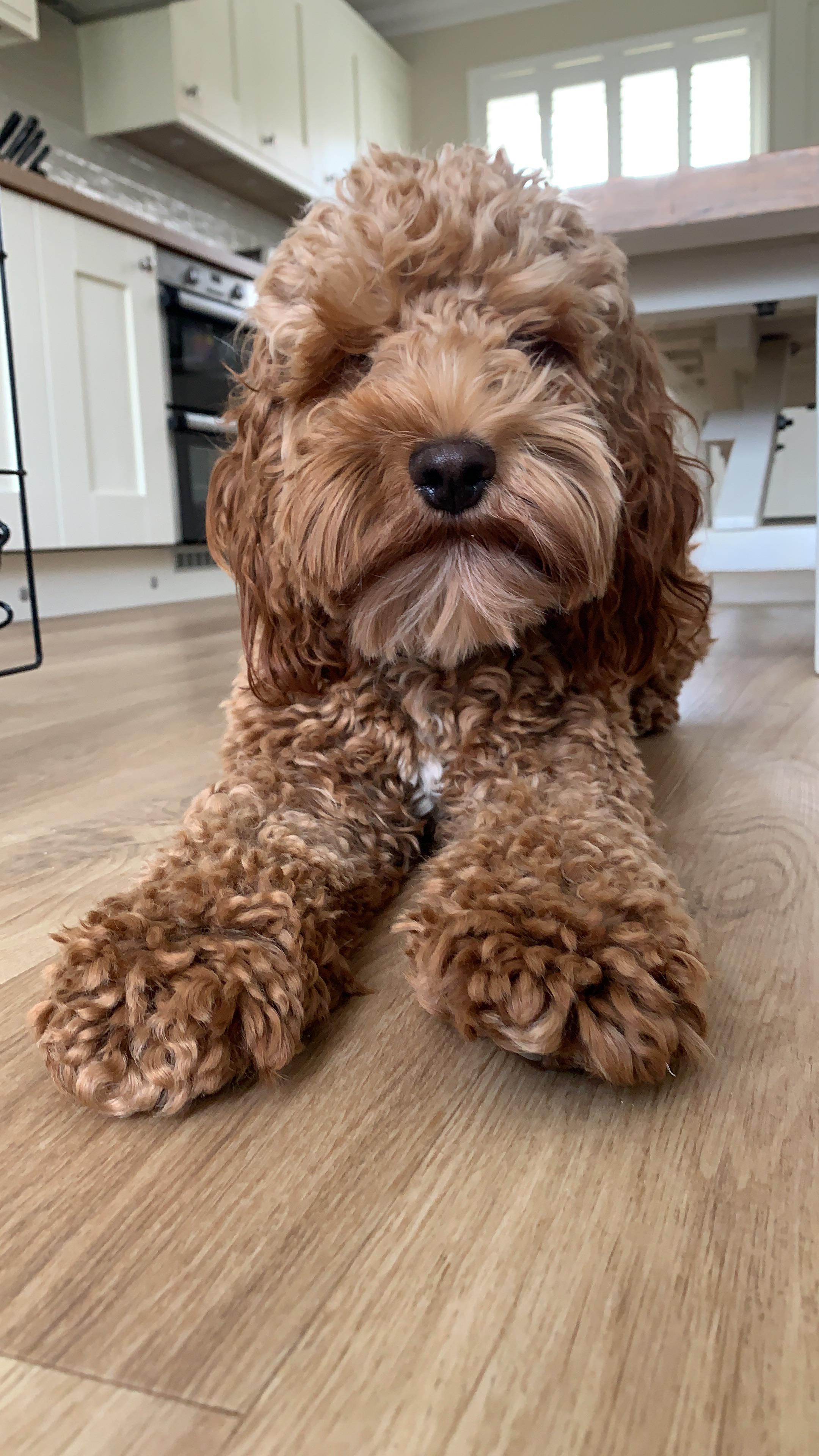 Hi guys! I’m Teddy, pleased to meet you | Scrolller