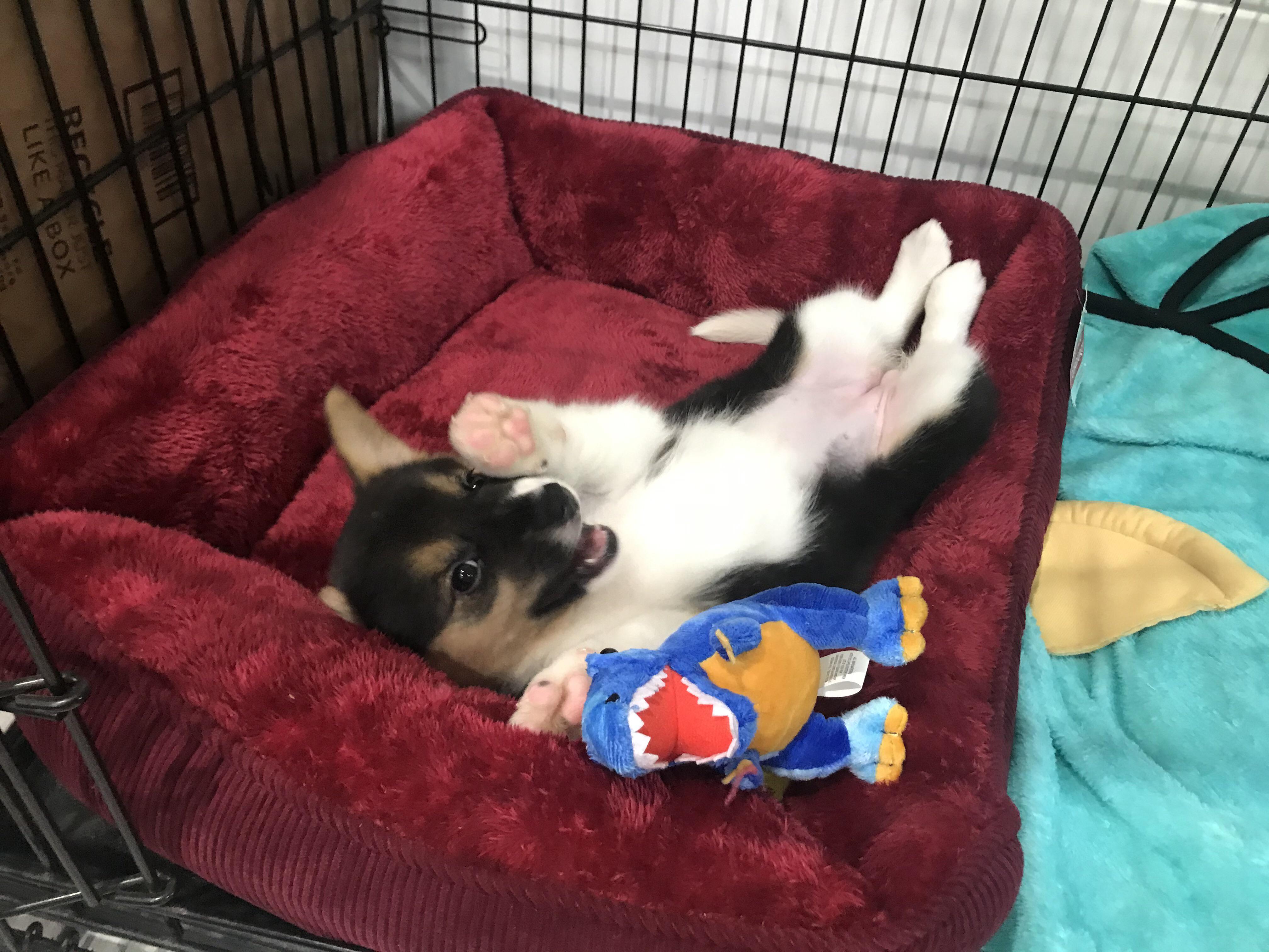 hi, I’m Mochi! | Scrolller