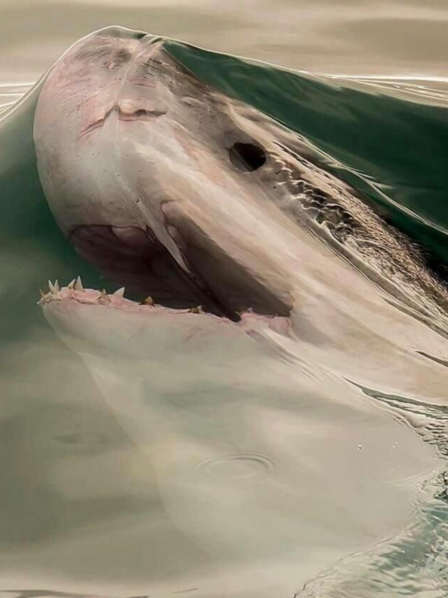 Hi neighbor. | Scrolller