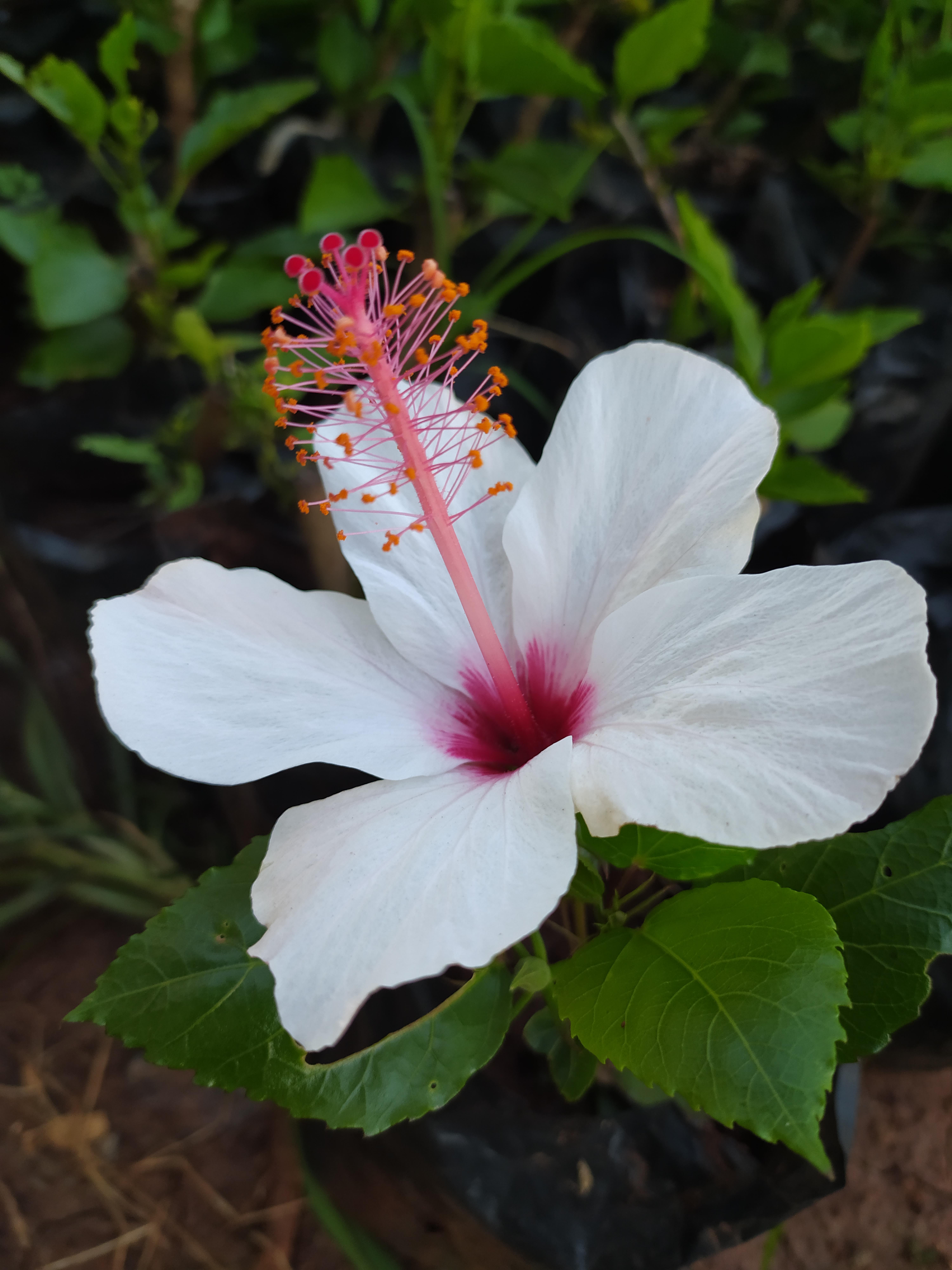 Hibiscus | Scrolller