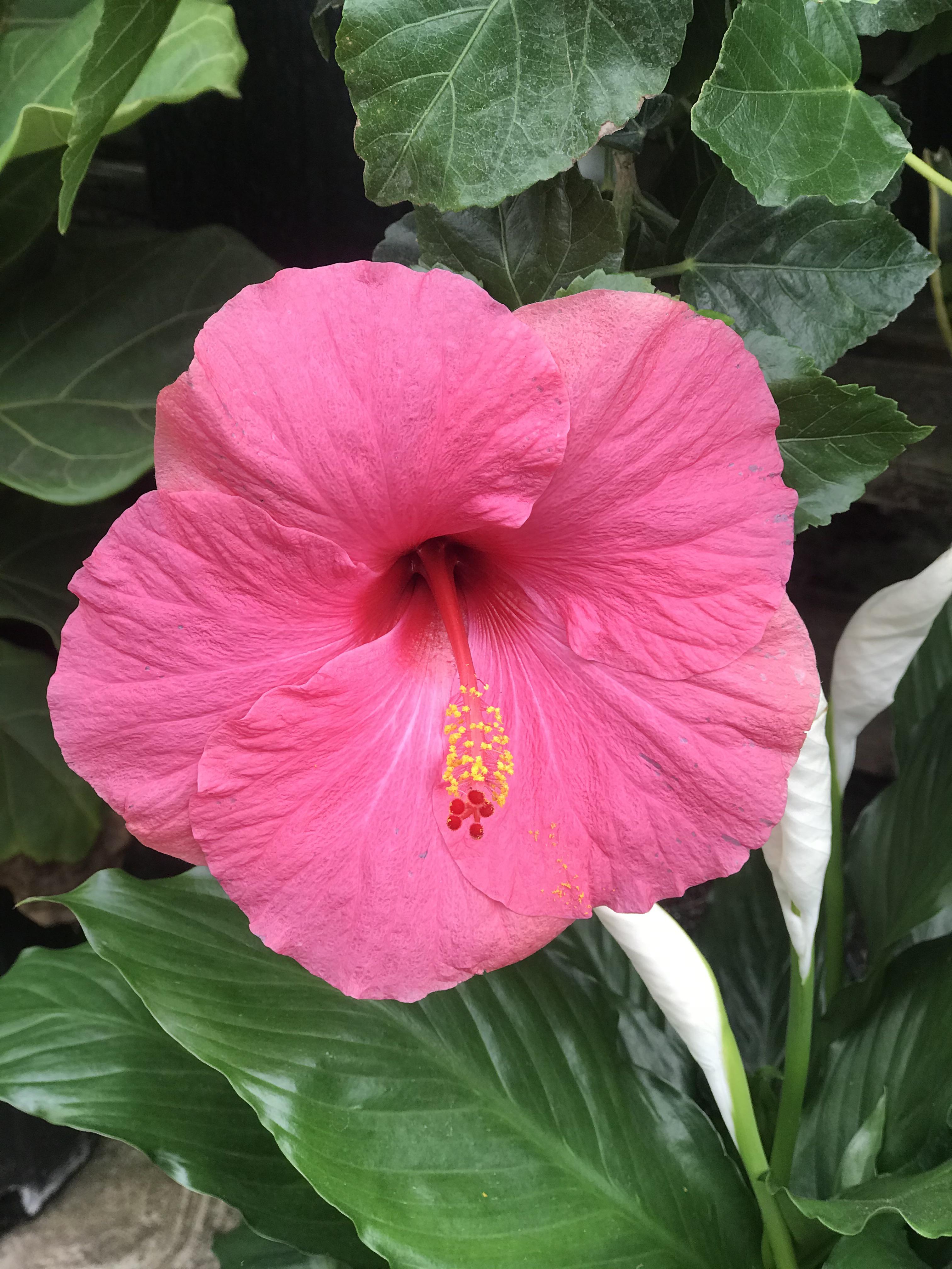 Hibiscus rosa-sinensis 💖 Boaz, Al | Scrolller