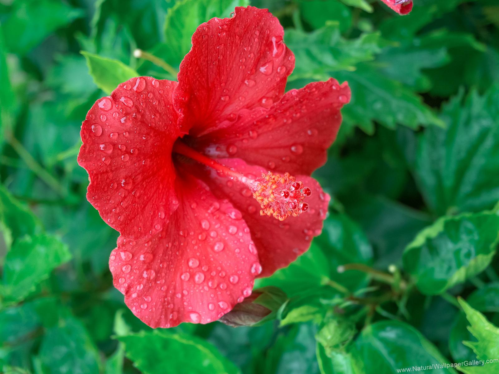 Hibiscus rosa-sinensis Linn. flower | Scrolller