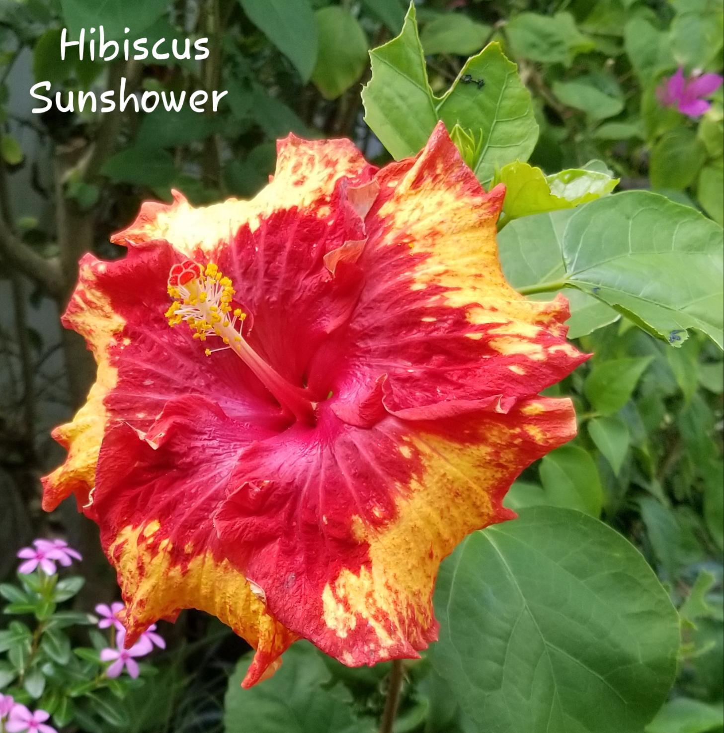 Hibiscus 'Sun Shower' | Scrolller