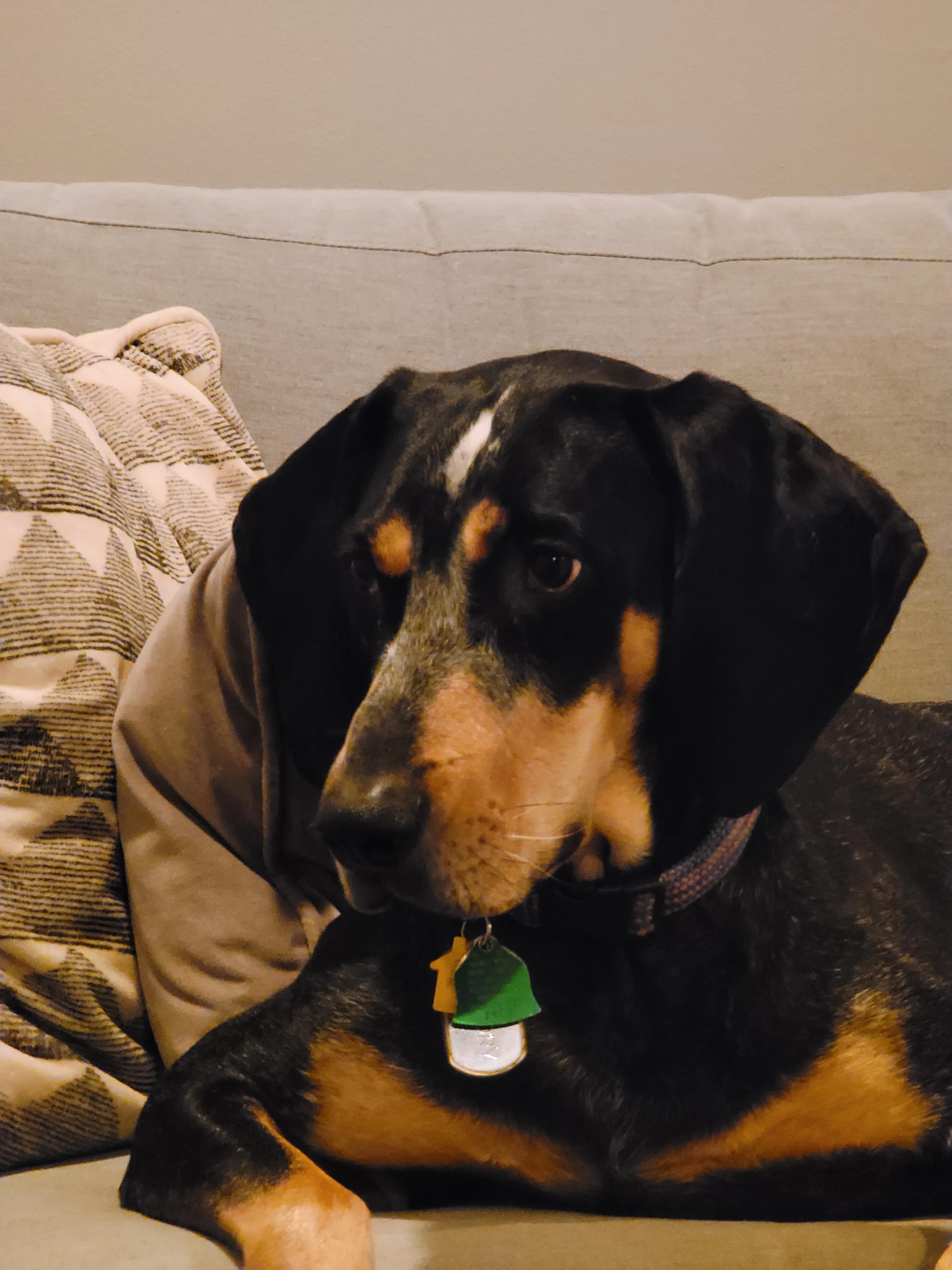 Hickory, looking handsome as ever! | Scrolller