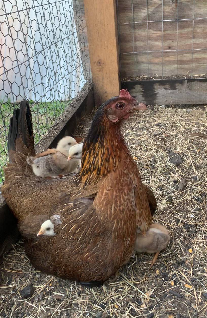 Hide and peep | Scrolller