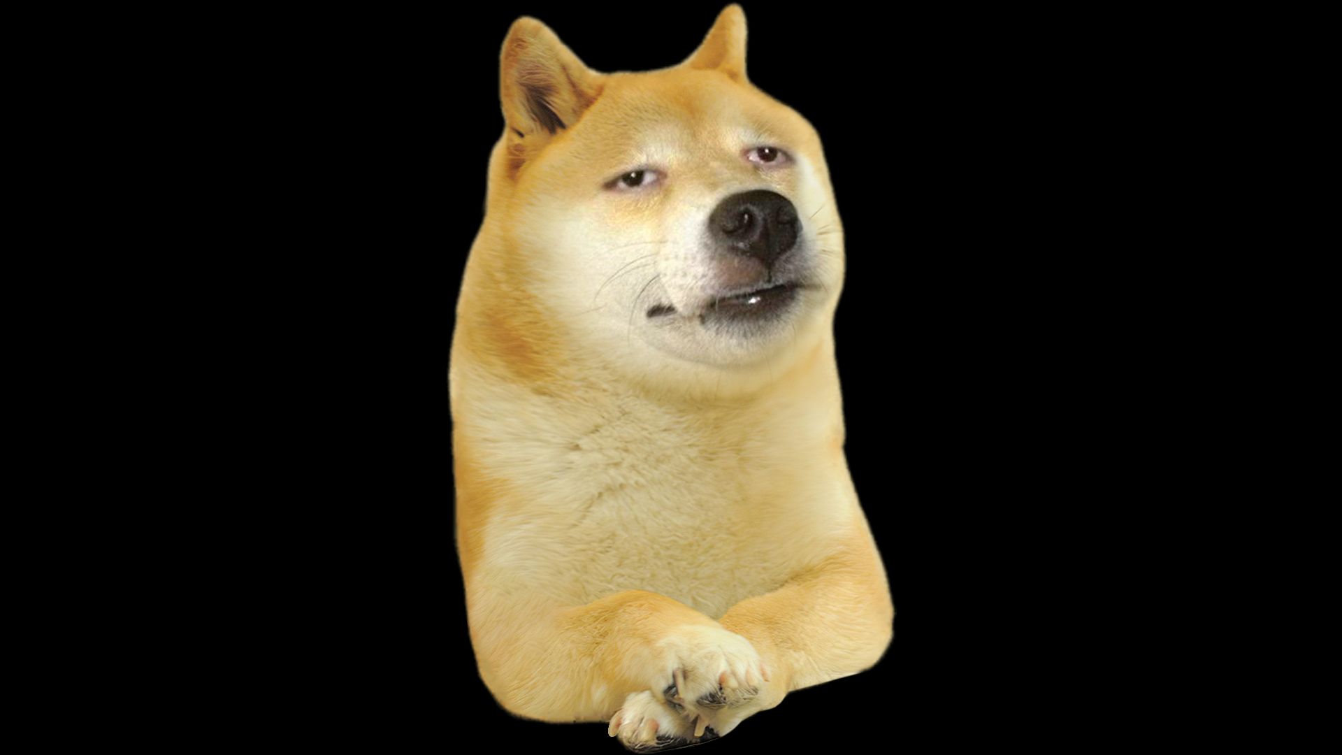 High doge remake | Scrolller