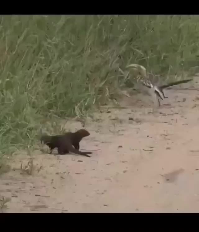 Hilarious dwarf mongoose plays dead for hornbill! | Scrolller