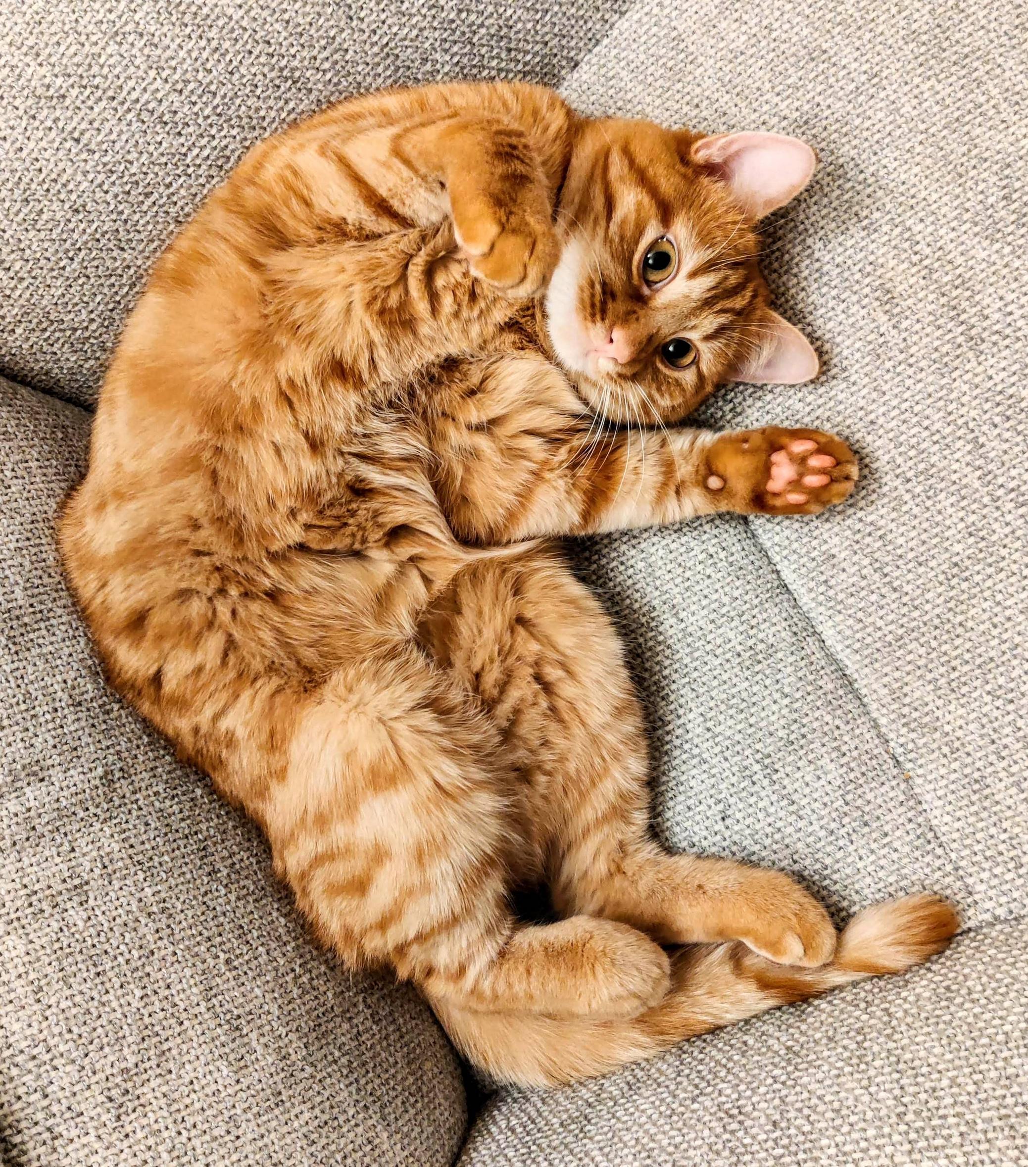 His belly is SO fluffy | Scrolller