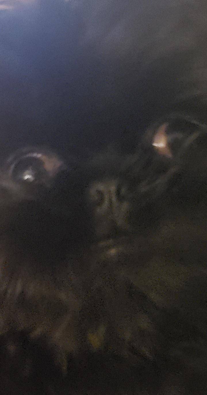 His derpy face matches his derpy personality. I loves him.💕 | Scrolller