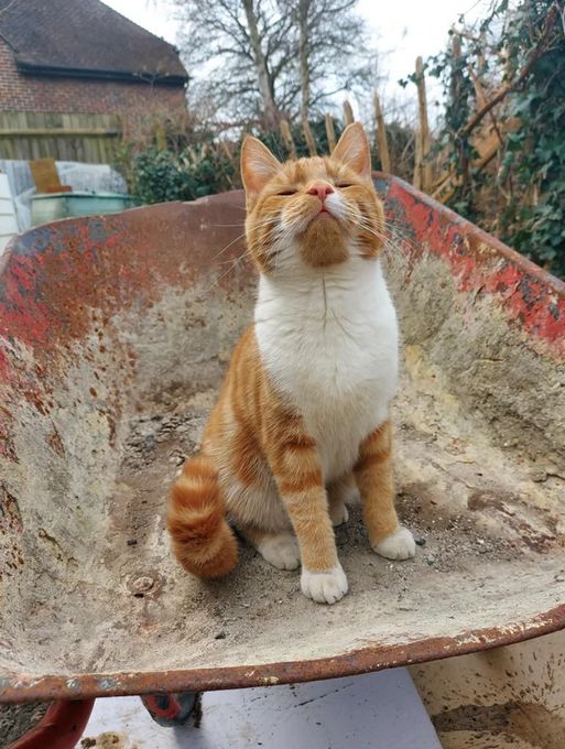 His happy place is in a wheelbarrow | Scrolller